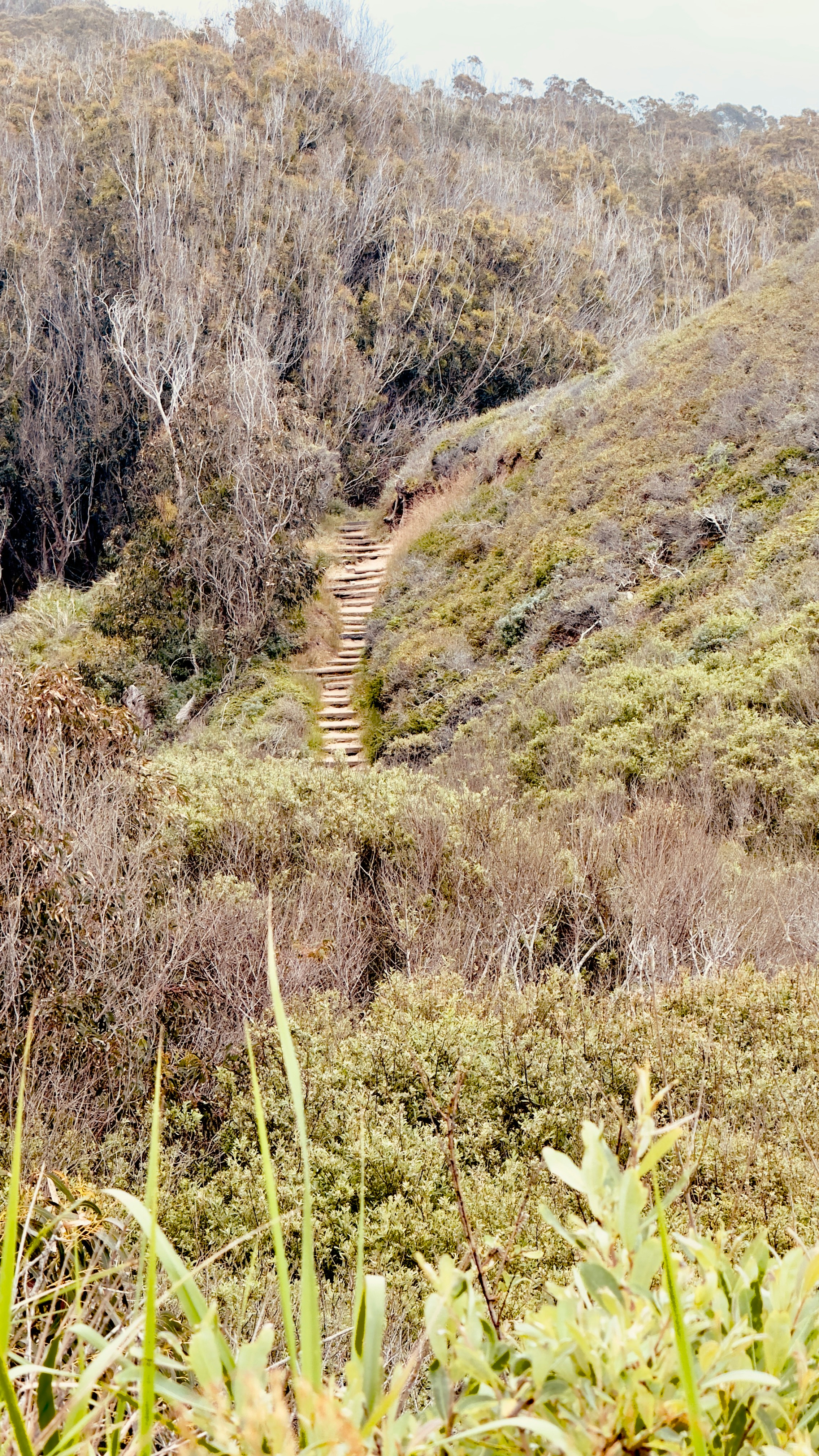 Stairway Through Dry Scrub: A Quiet Ascent on the Hillside