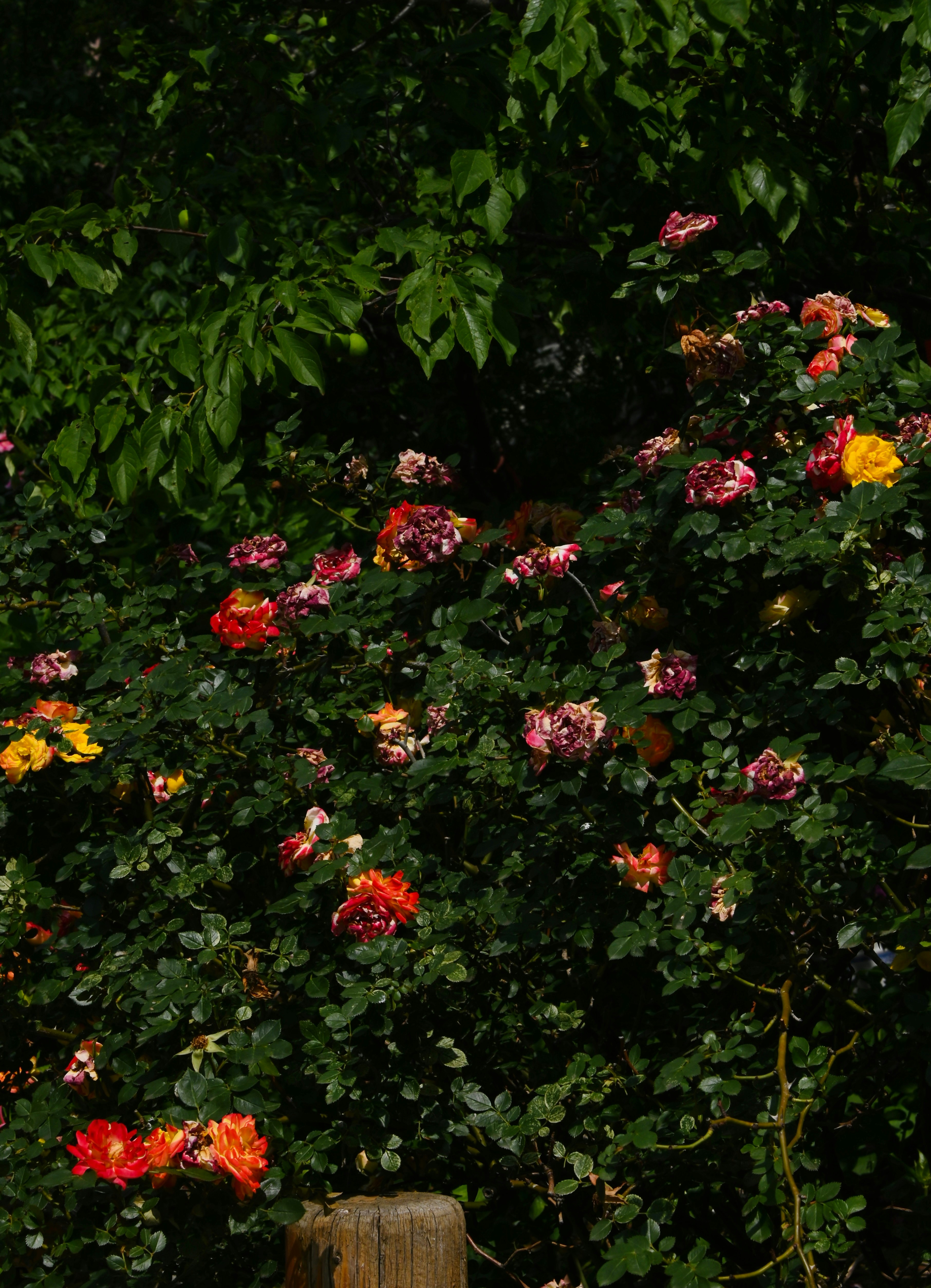 Crimson Roses in Velvet Shade: A Quiet Garden Moment