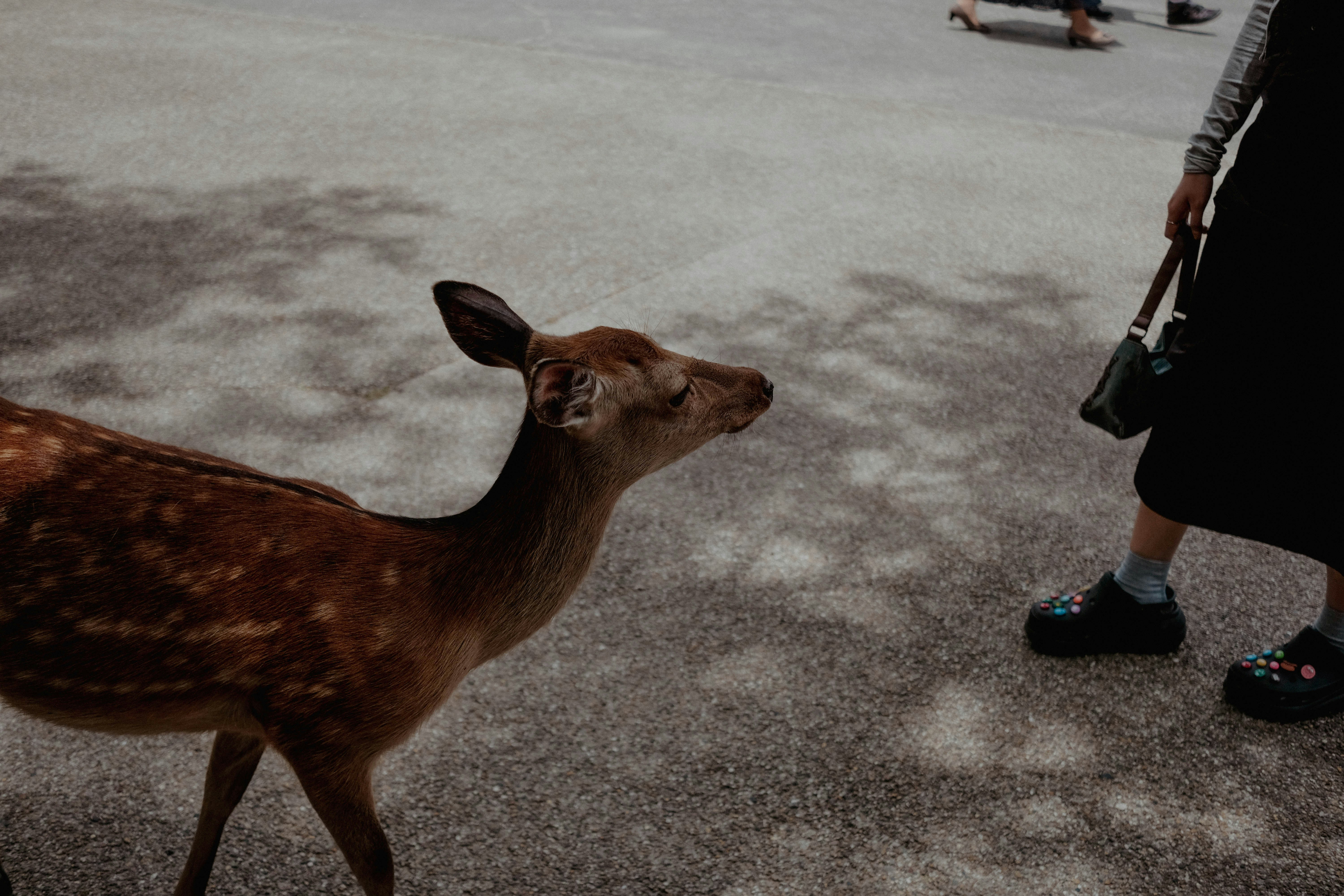 Deer at the Edge of the City: A Quiet Meeting on Sun-Dappled Pavement