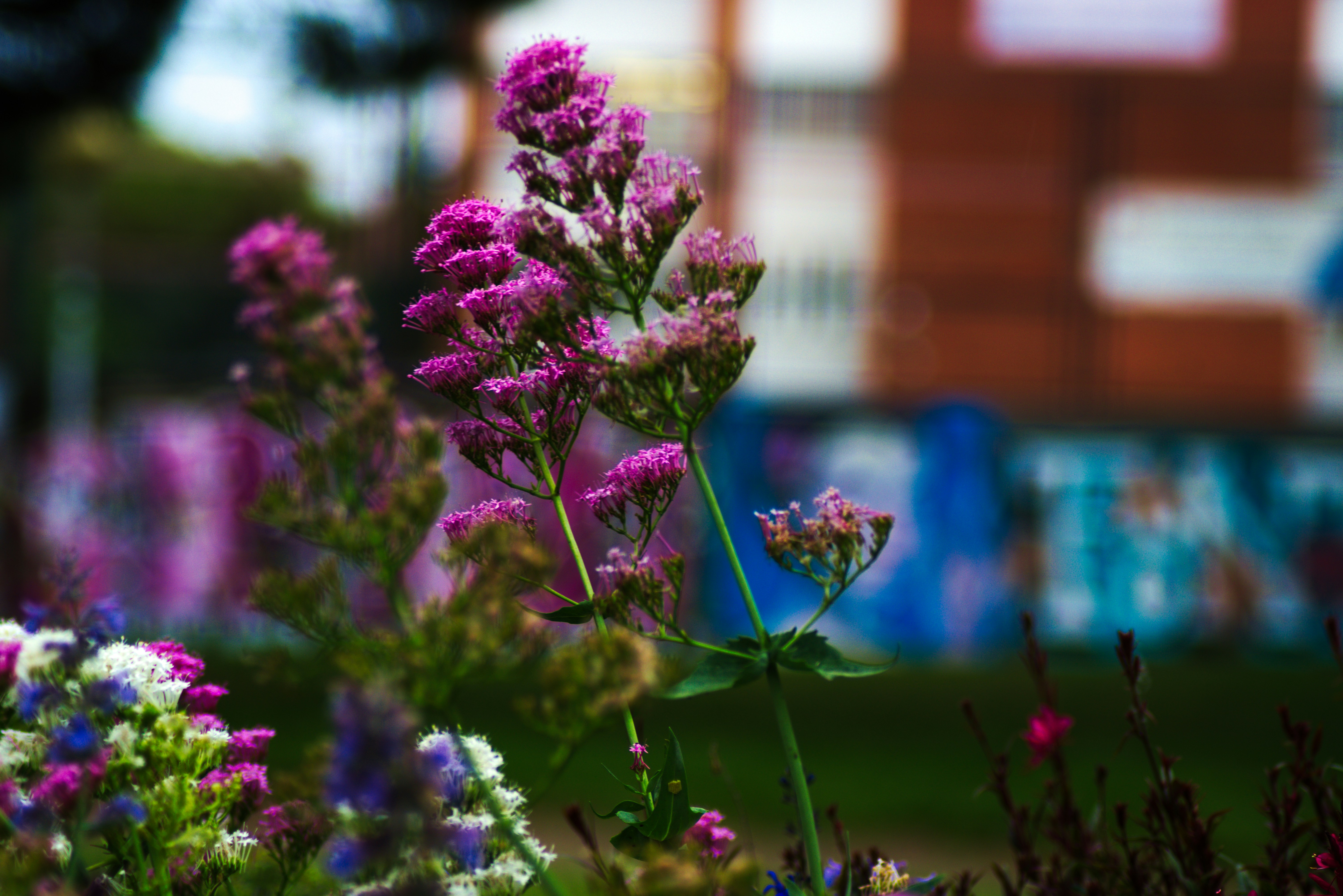 Petals in Focus: A Quiet Plant Portrait Against a Colorful Urban Backdrop