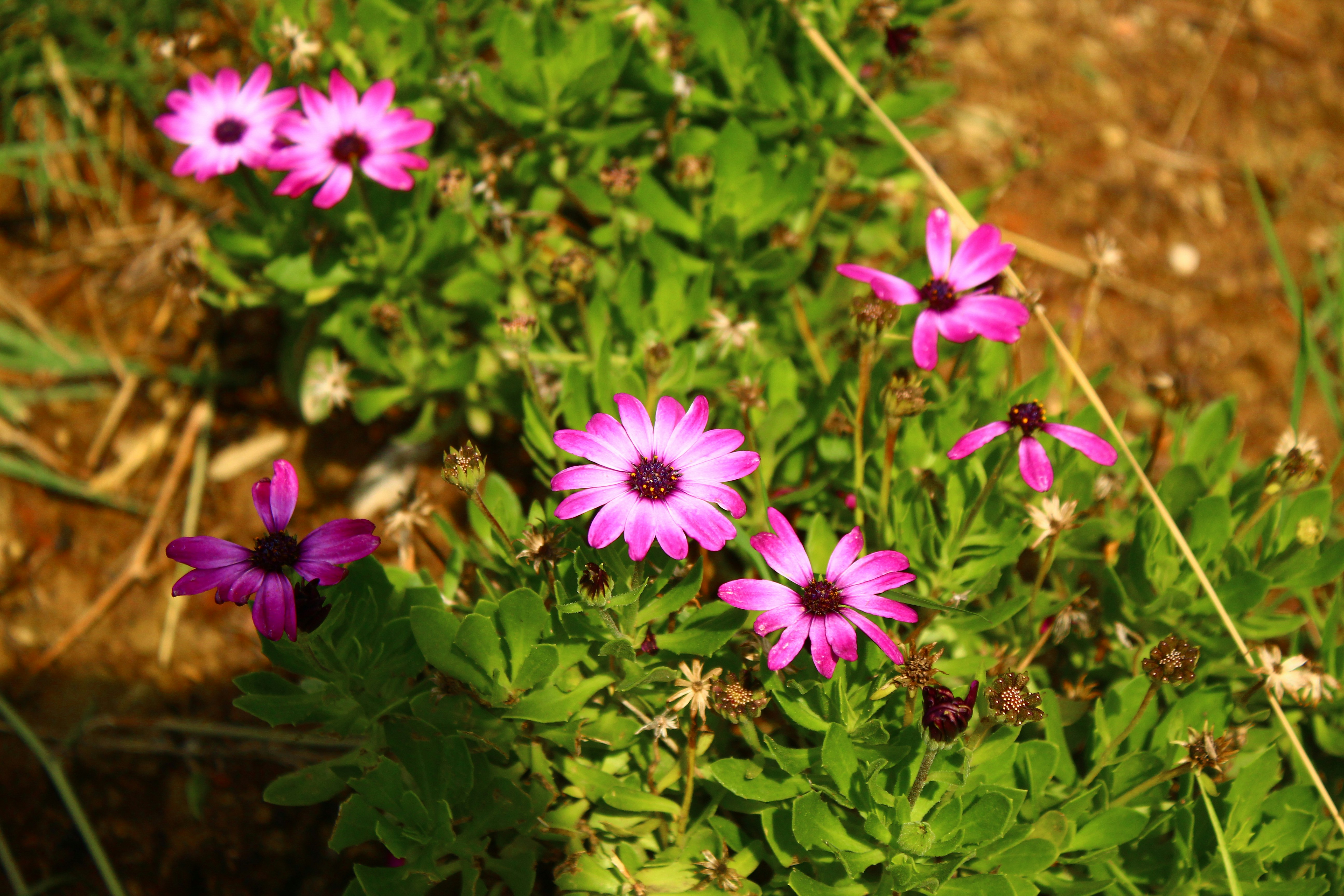Sunlit Magenta Geraniums in a Sandy Garden Bed