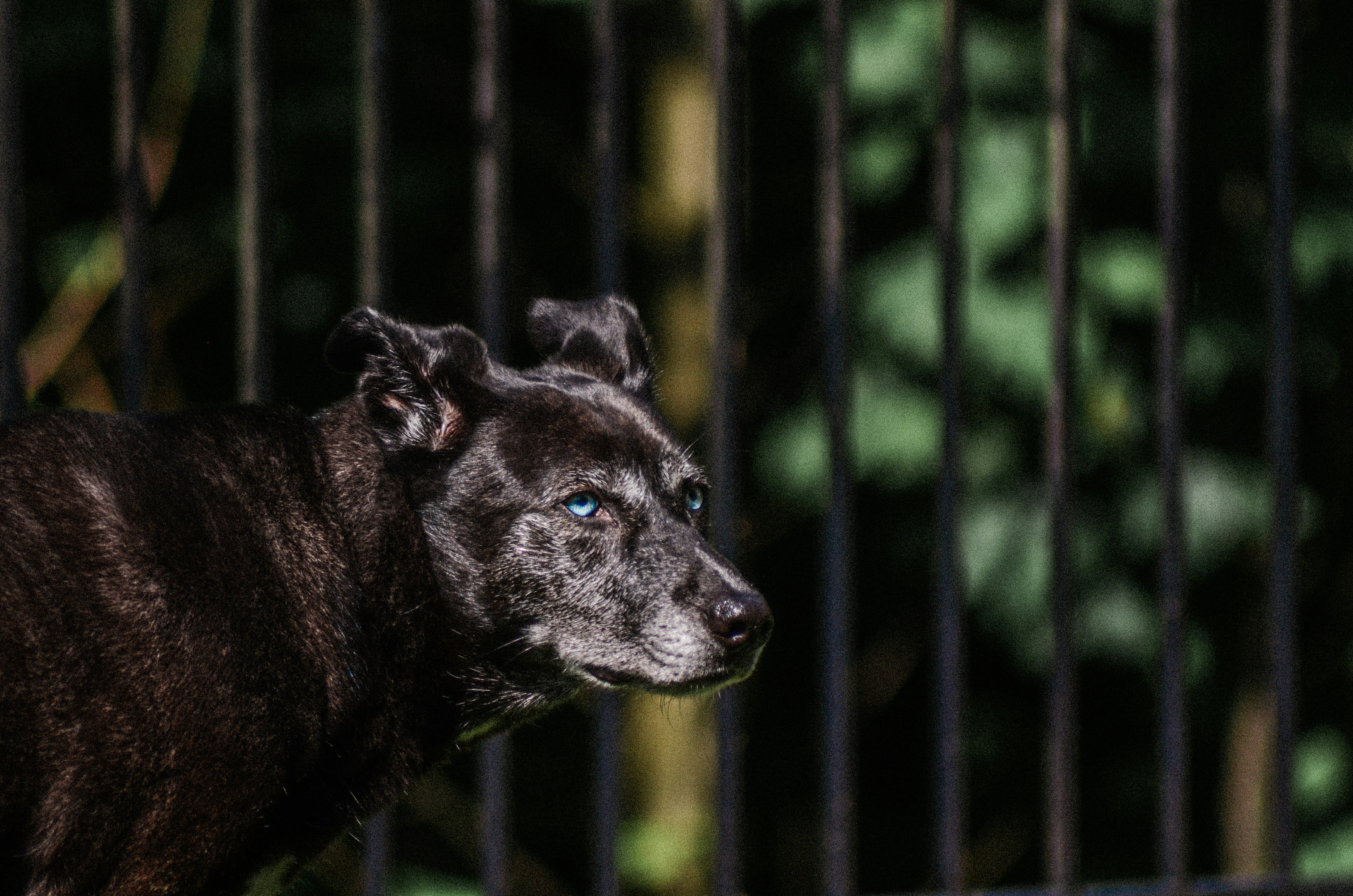 Weathered Canine Gaze: Portrait at the Fence