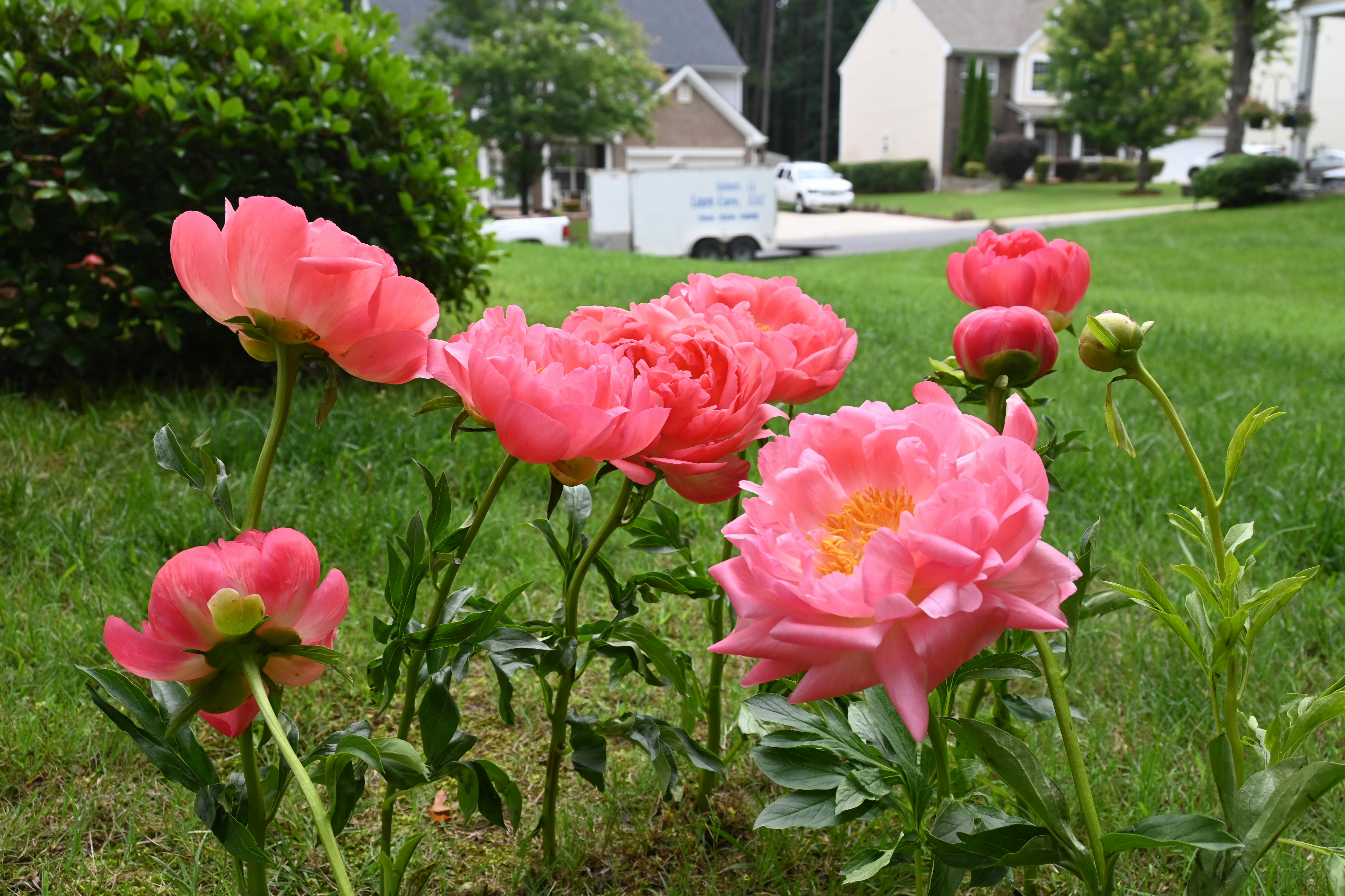 Rose Choir in a Suburban Yard: Blush Pink Blooms Against a Quiet Street