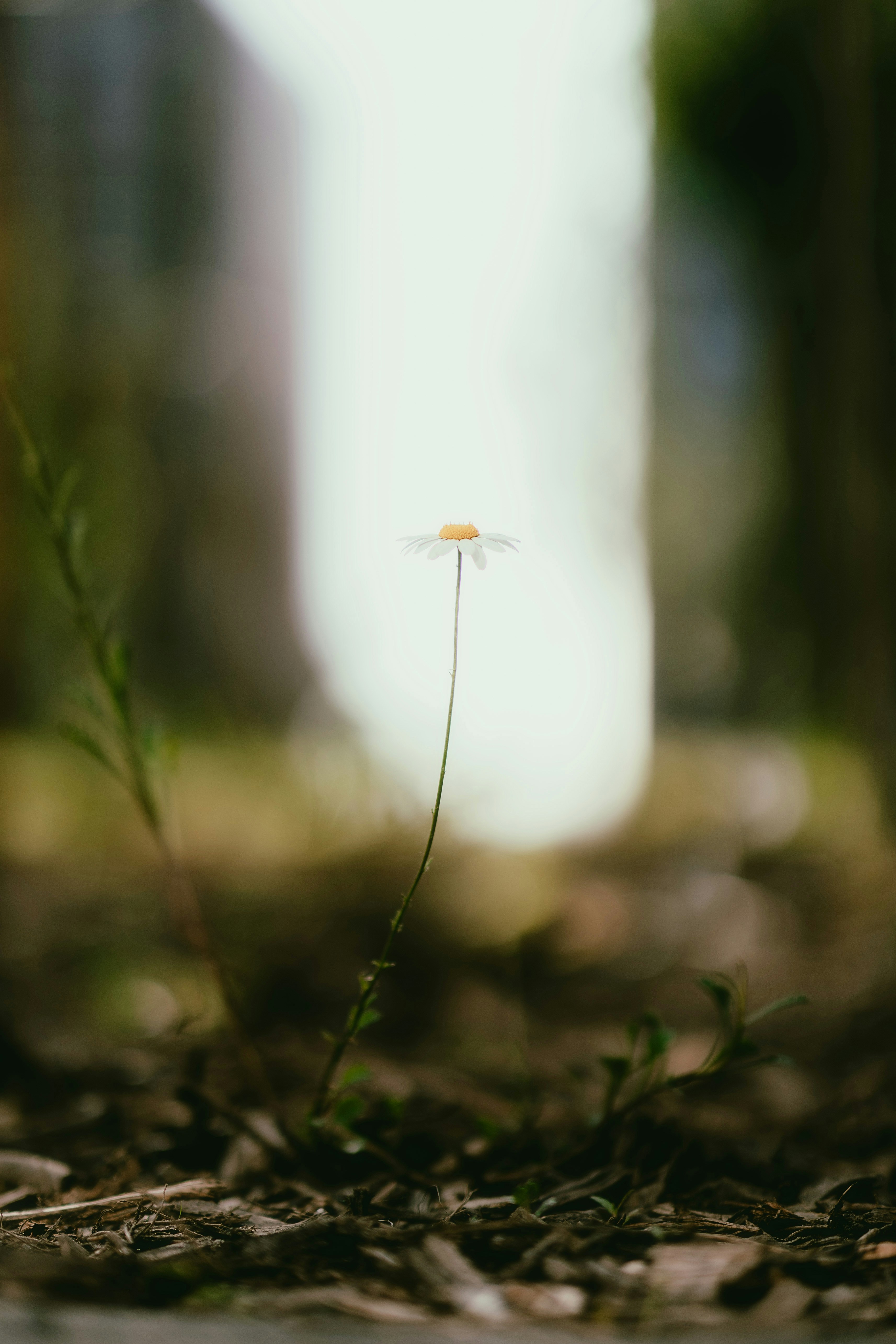 A single flower sitting in the middle of a forest photo – Free Bordeaux ...