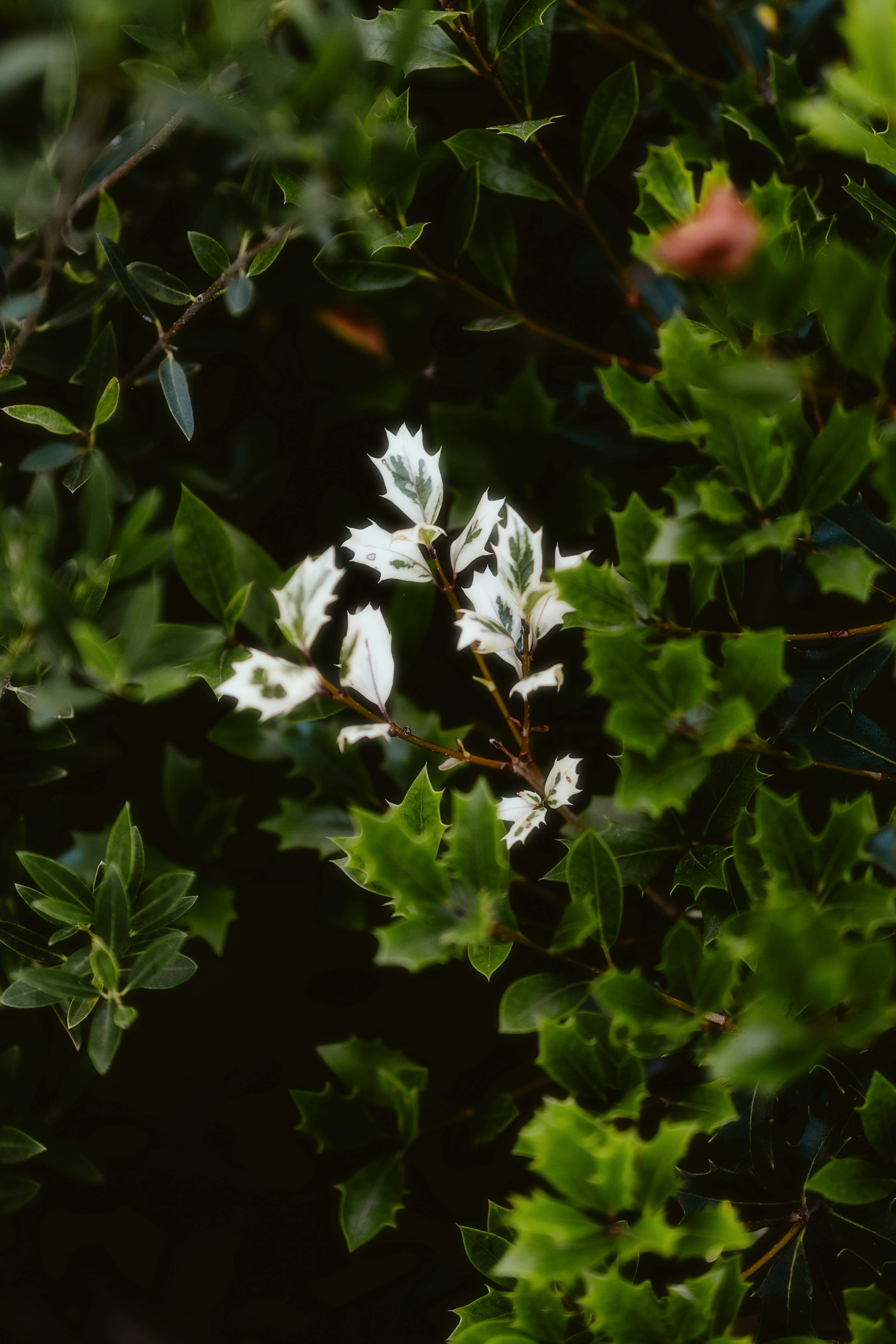 Ivory Veins in a Velvet Canopy: Variegated Ivy Close-Up