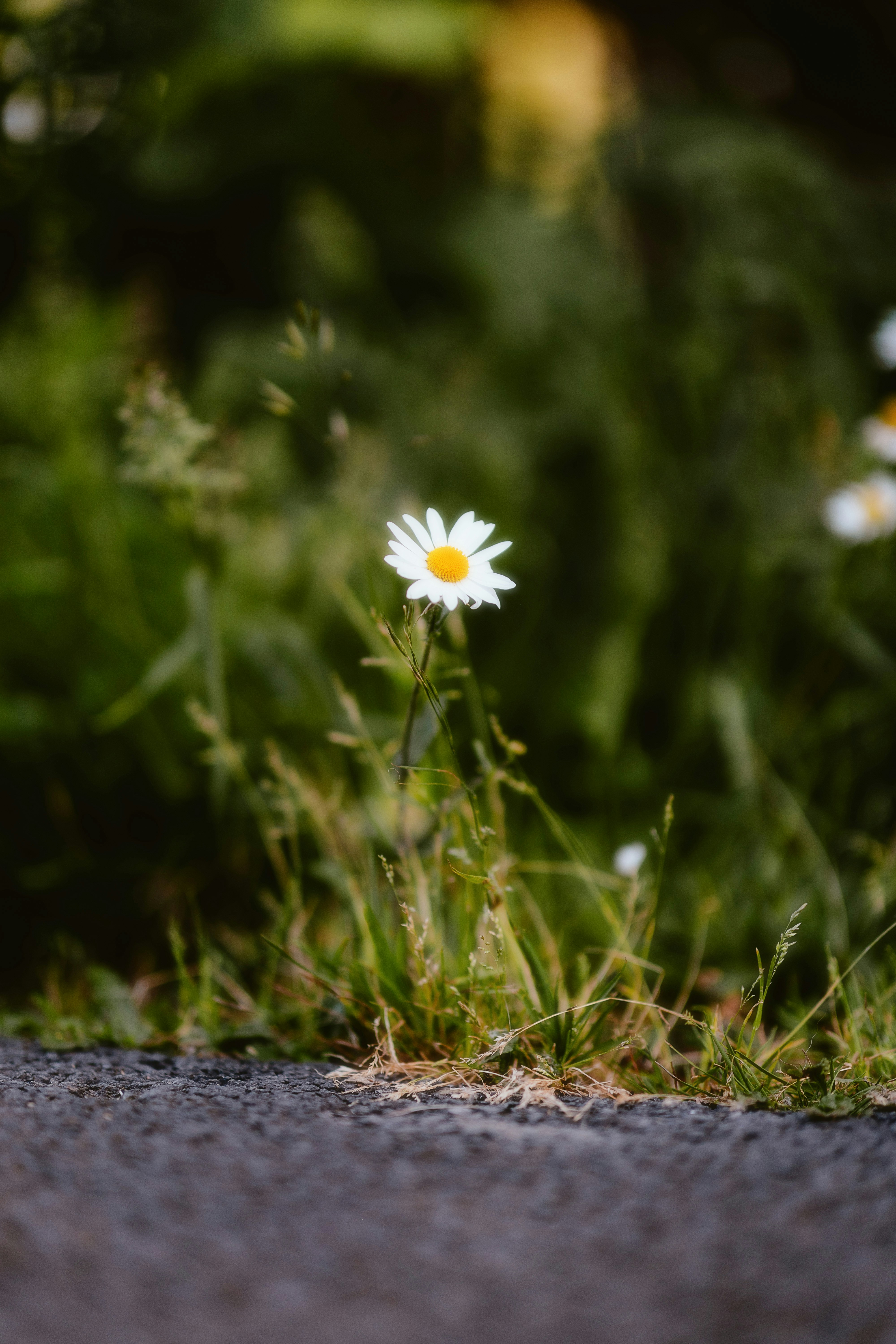 Lone Daisy on a Quiet Verge, Framed by Gentle Bokeh