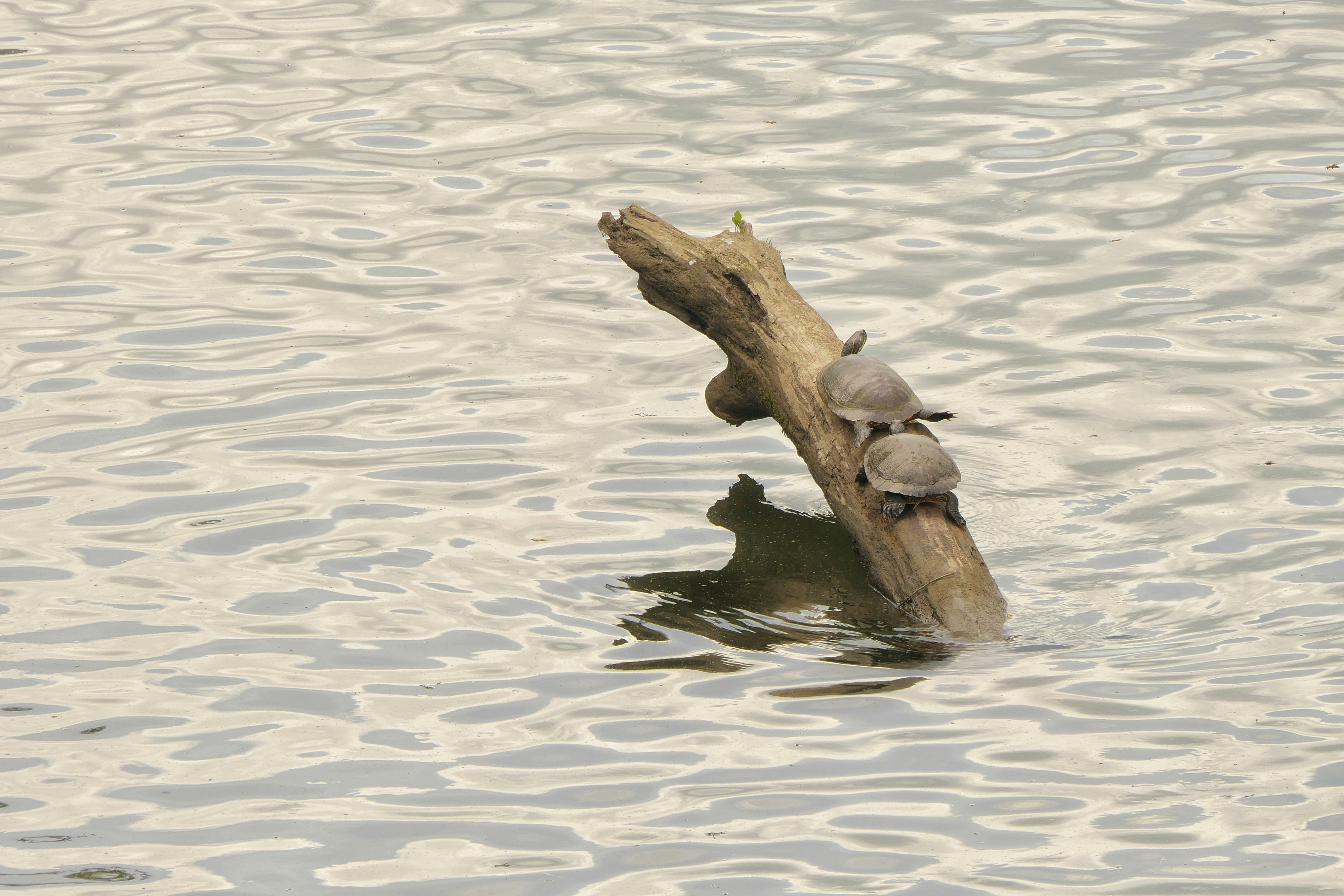 turtles on log