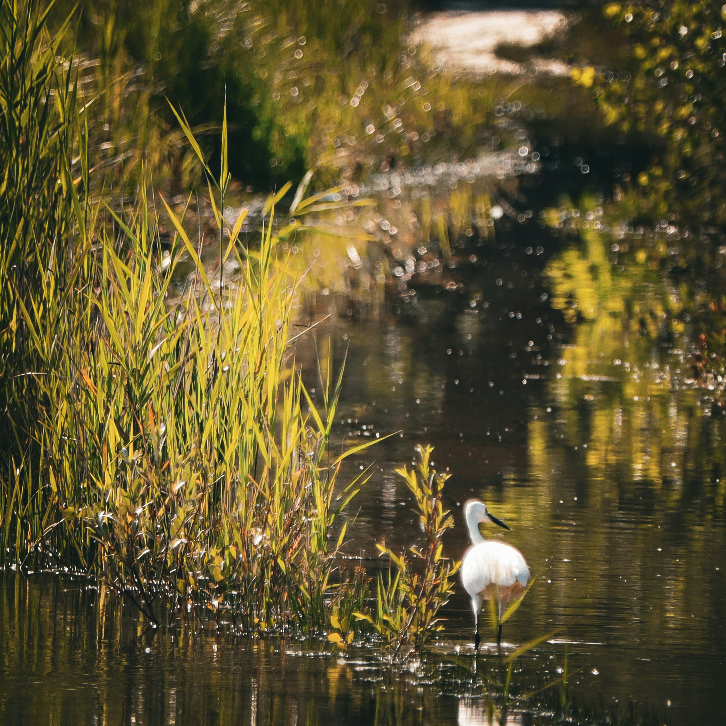 Egret by Golden Reeds: Quiet Light on a Marsh Edge