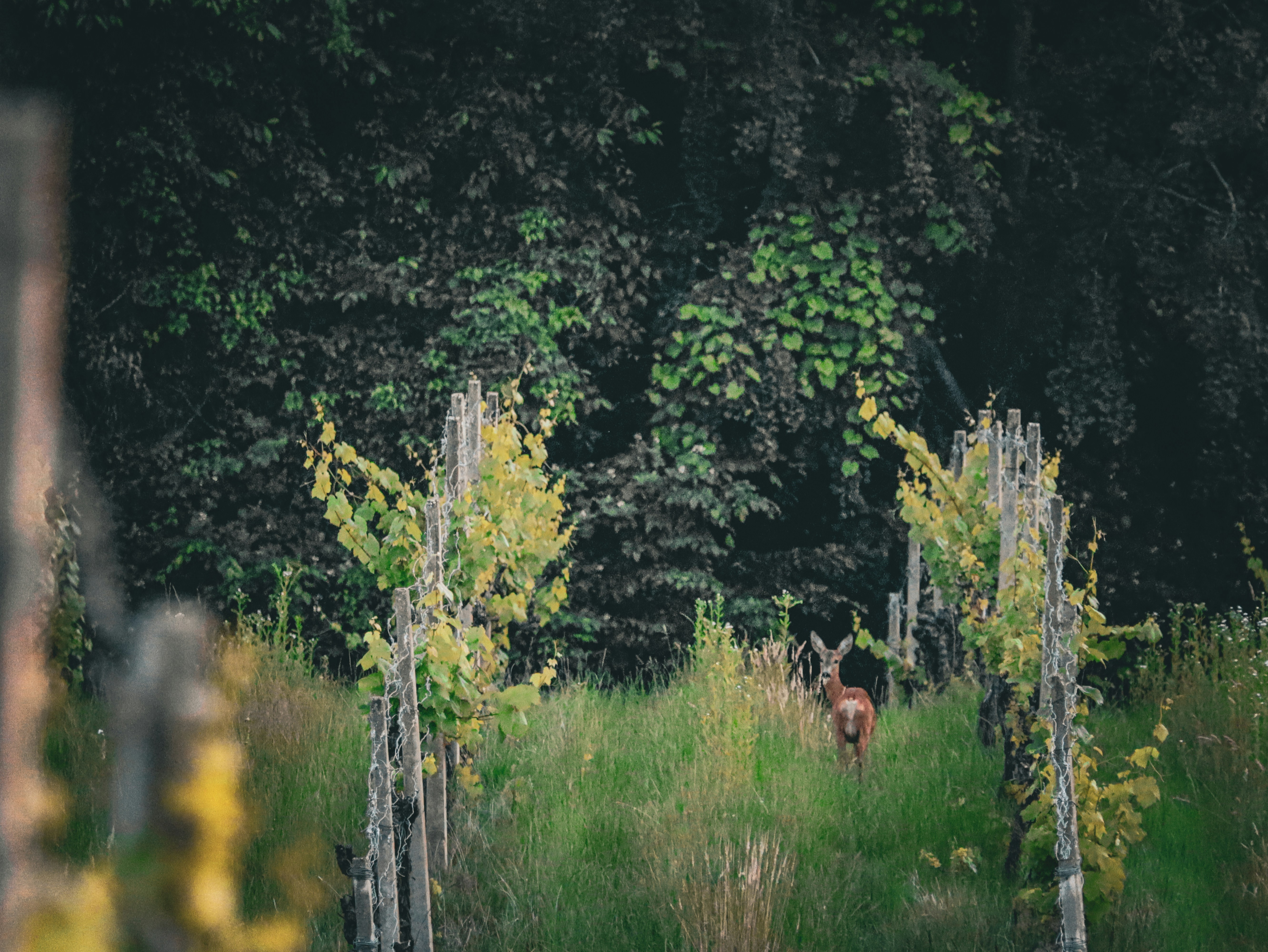 Vineyard Sentinel: A solitary horse traces a path through young vines under dappled light