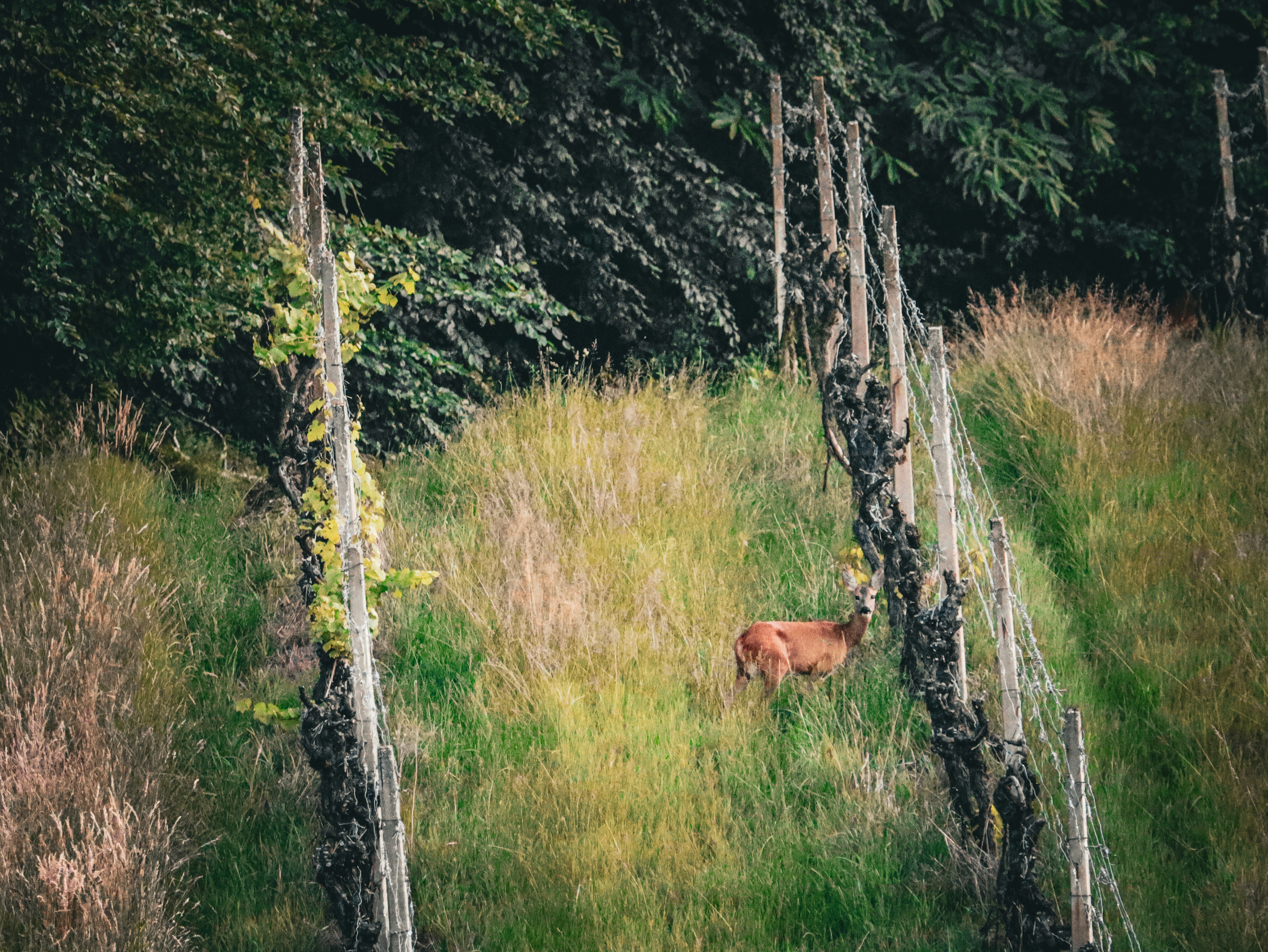 Doe Among Weathered Fence Posts on a Sunlit Ridge