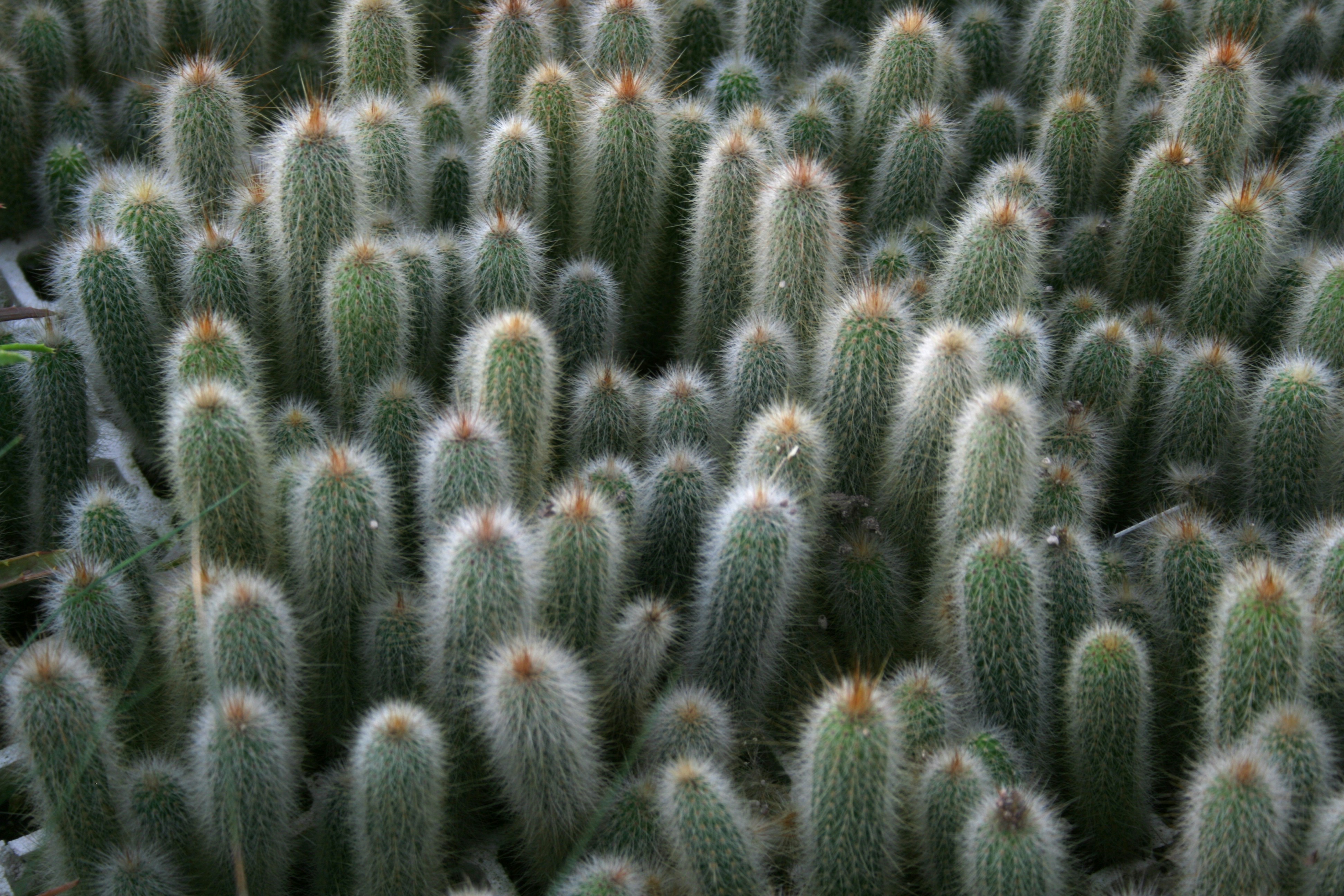 Velvet Spines: A Quiet Carpet of Hairy Cacti