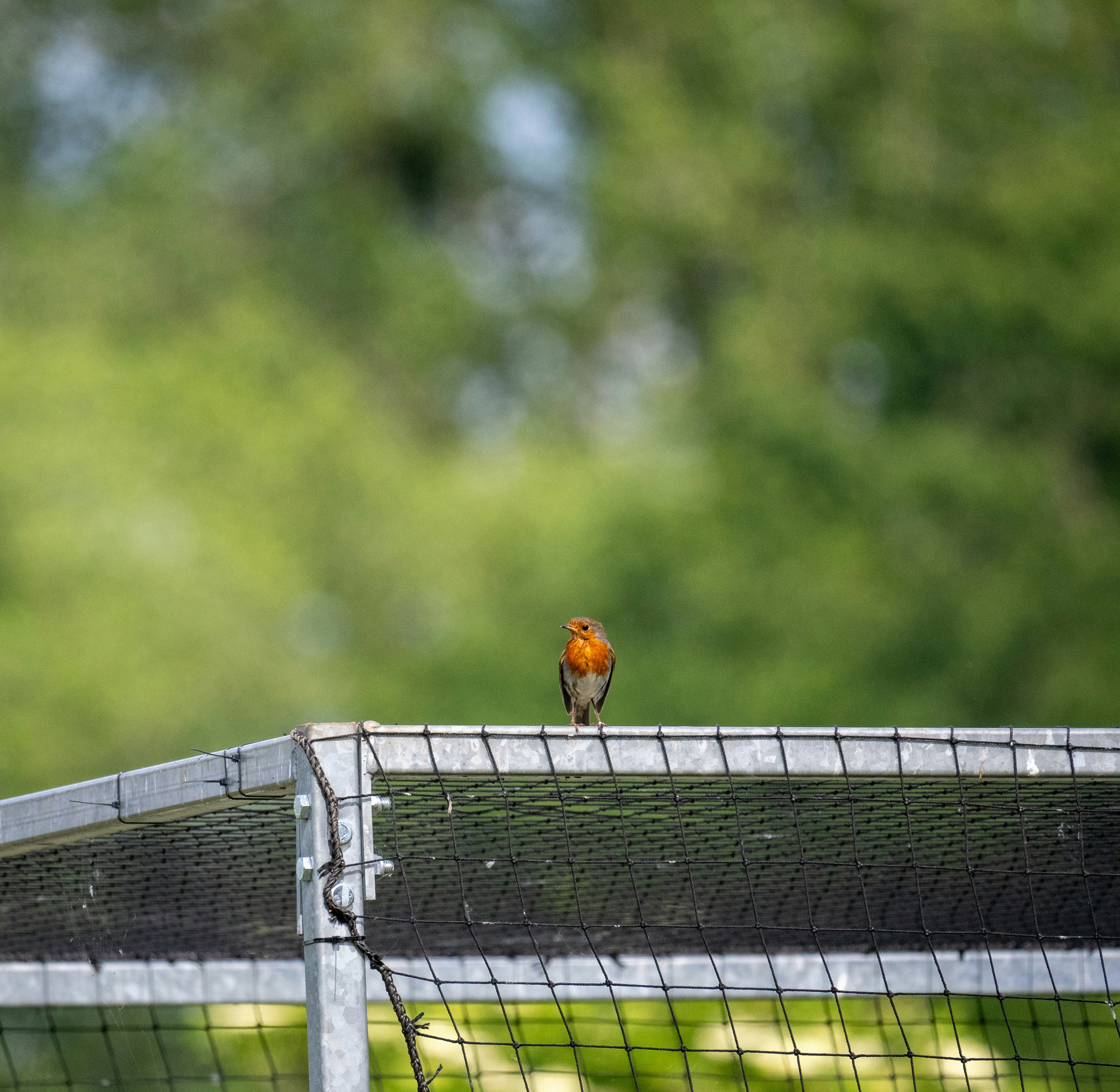 Amber-Chested Robin Perched on a Weathered Fence
