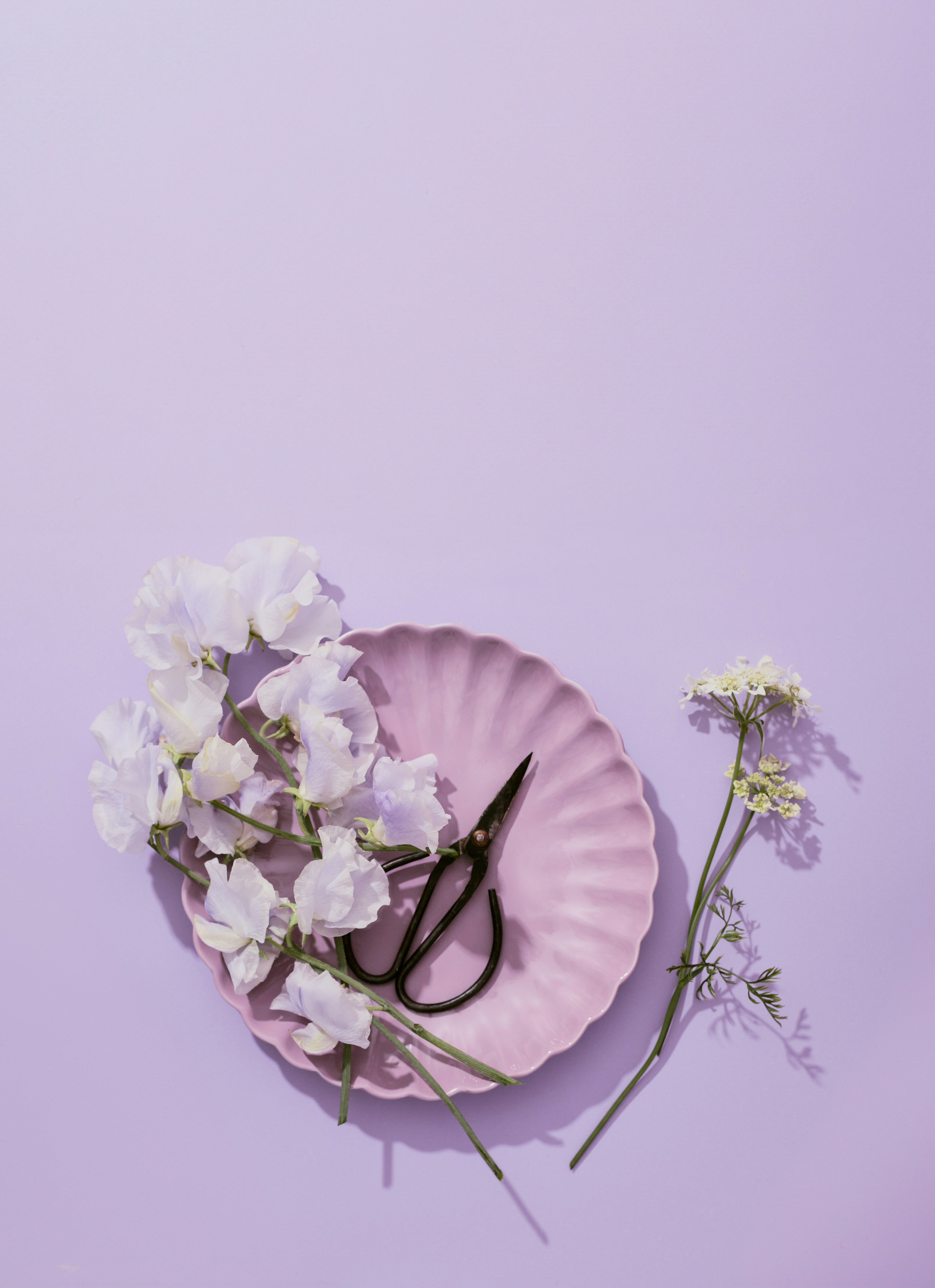 Lilac Quietude: White Blooms Rest on a Scalloped Pink Plate