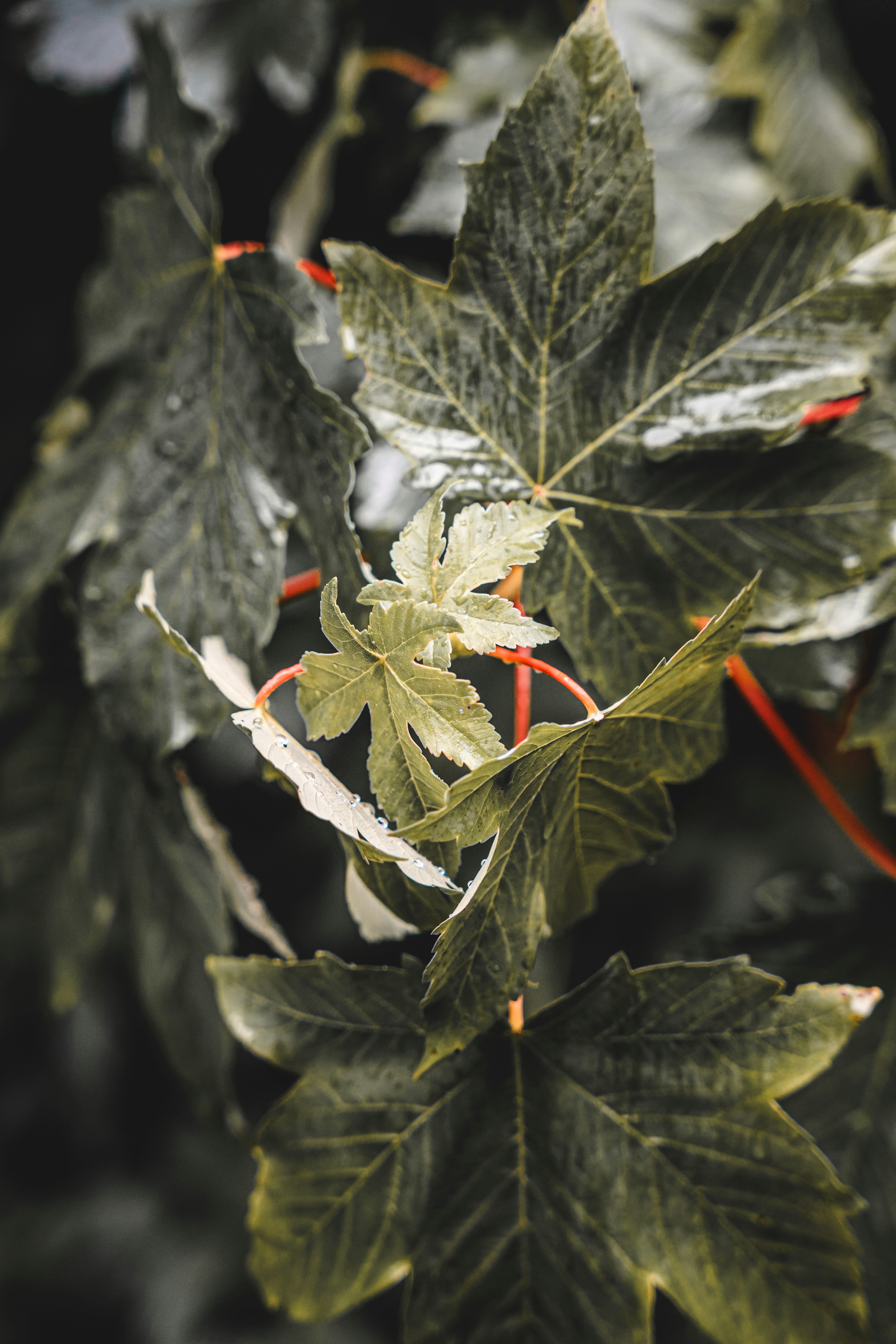 Center-Pale Maple Leaf Surrounded by Velvet Ivy and Red Tendrils