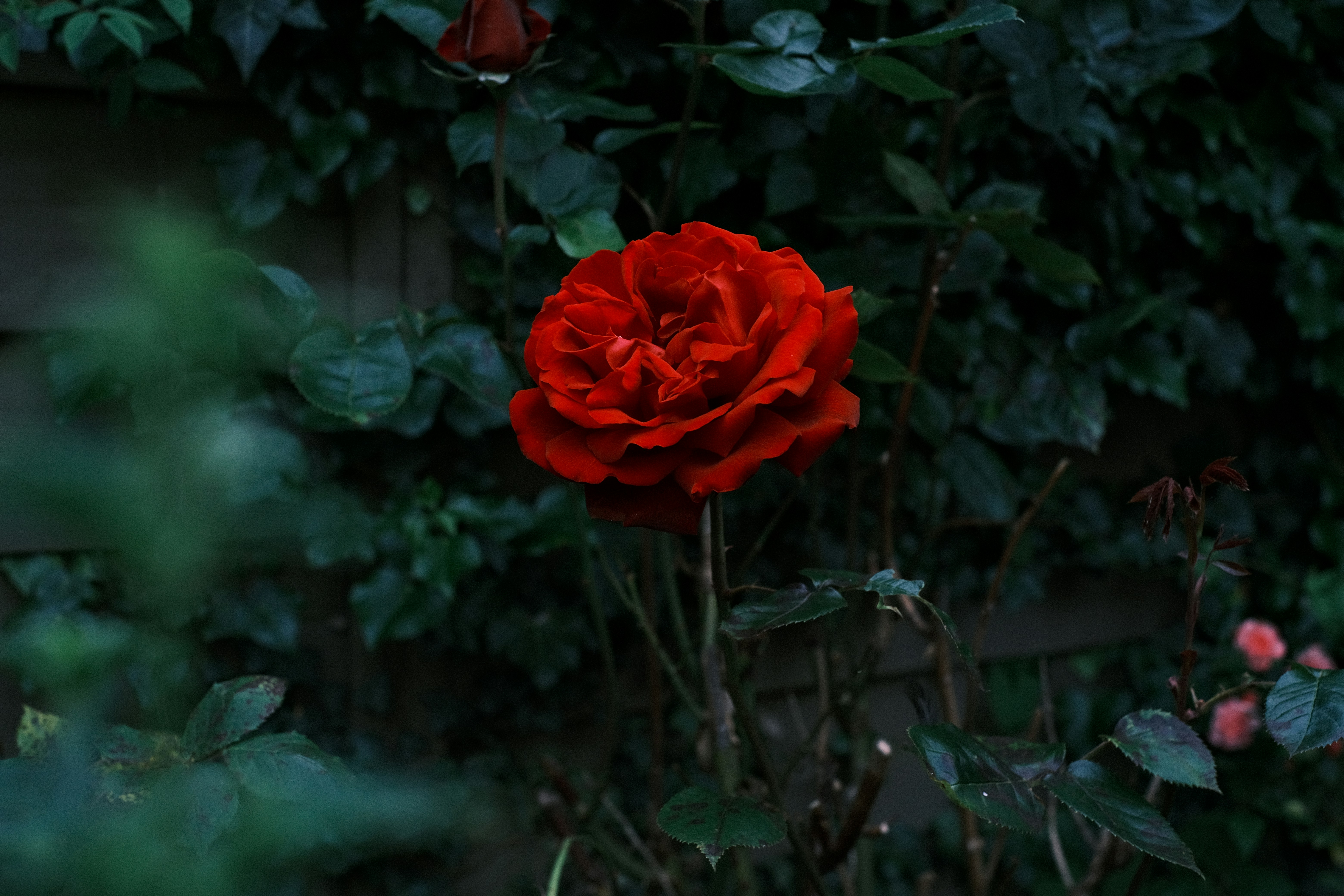Crimson Rose Centered in a Quiet Garden