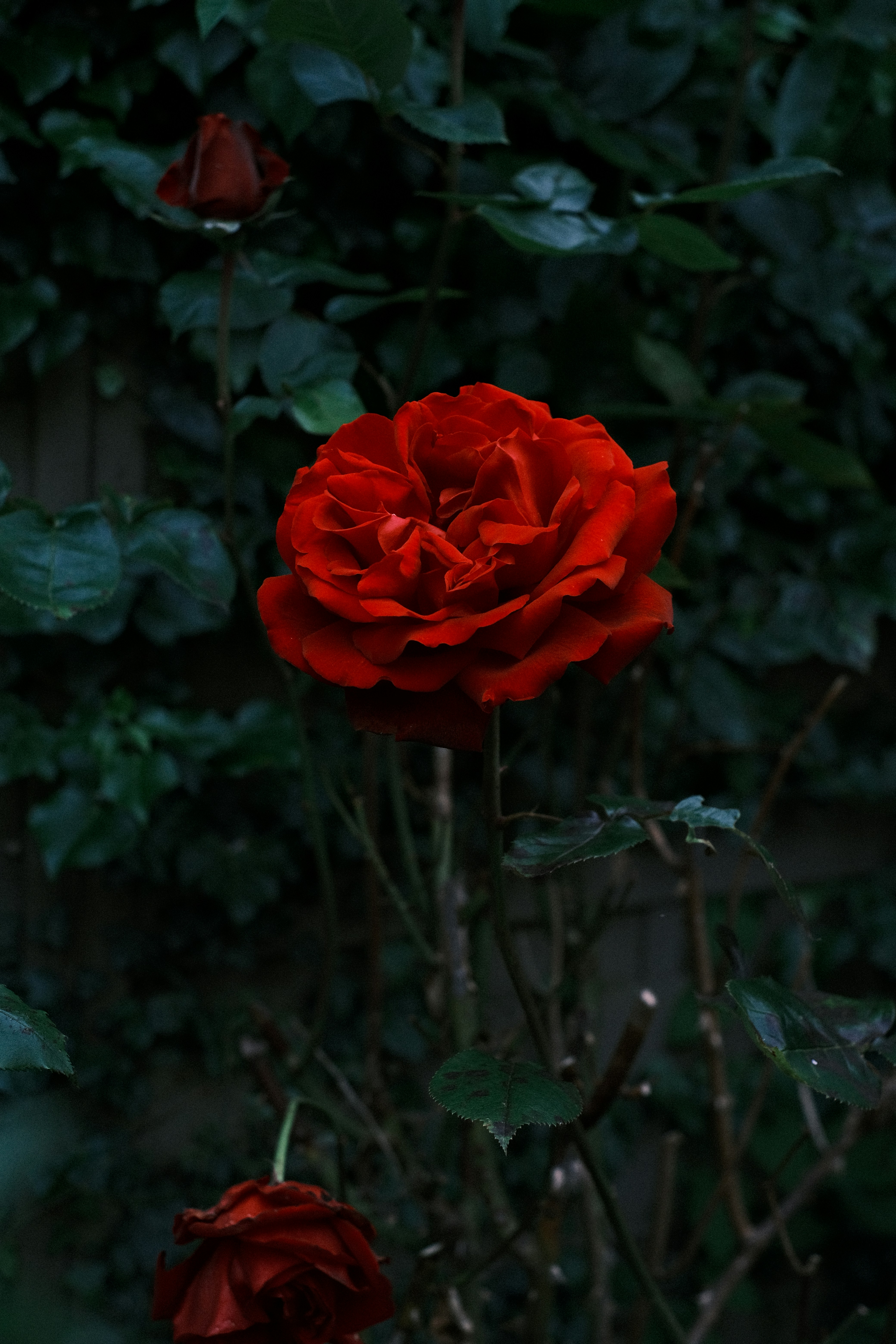 Crimson Rose Emerges from Velvet Darkness
