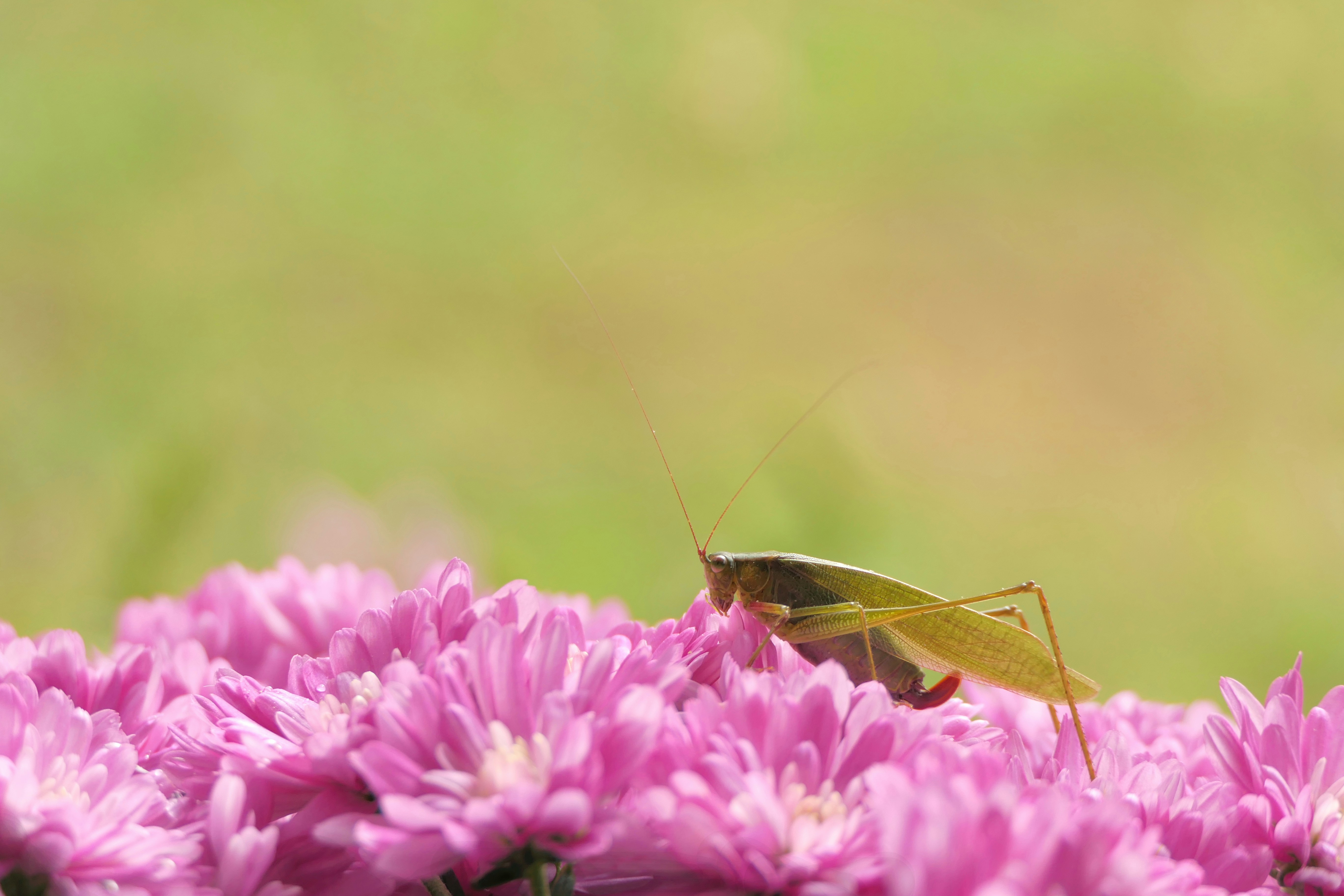 Petal-Top Sentinel: A Leafhopper on Pink Velvet Chrysanthemums