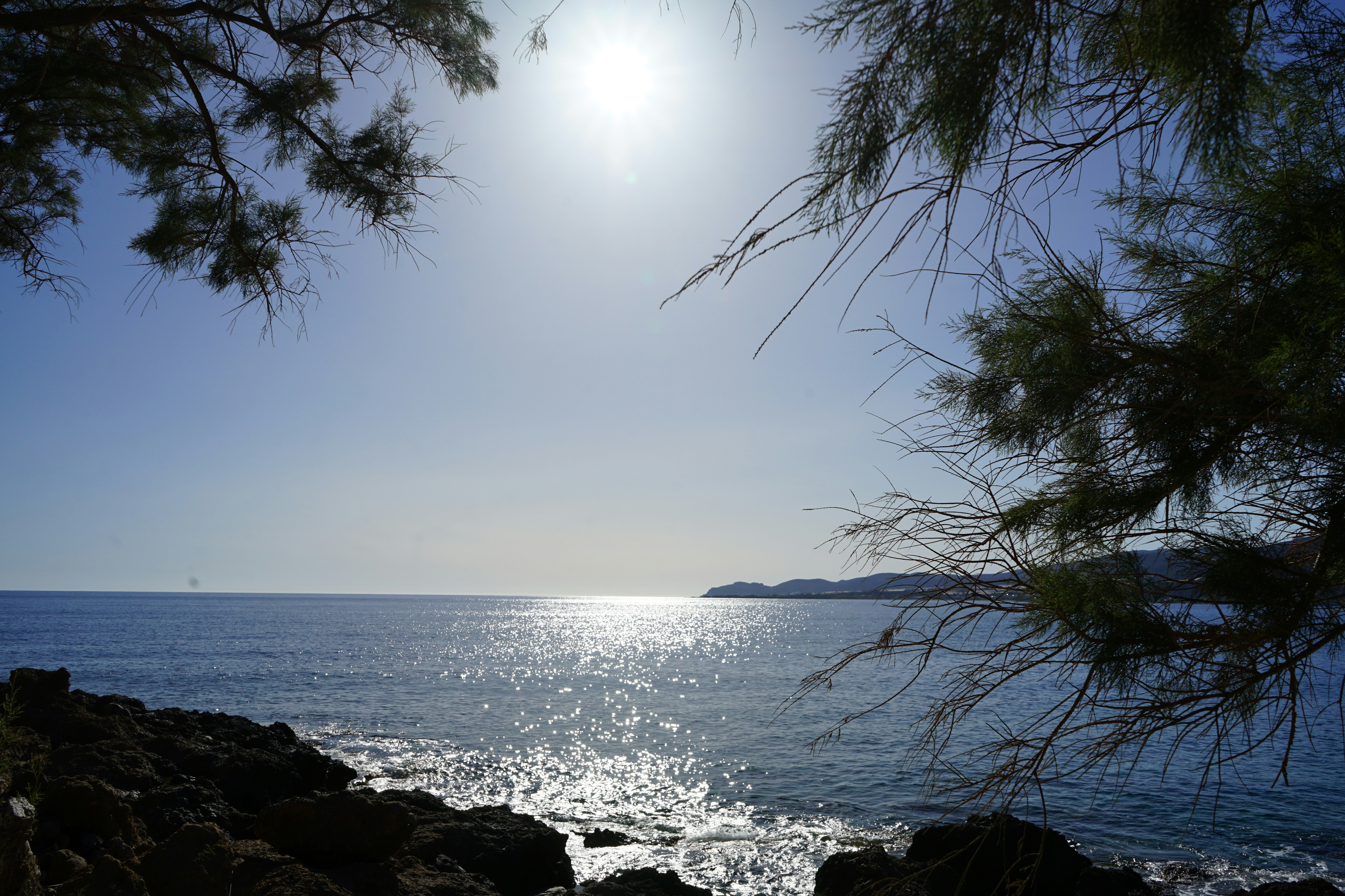 Gleaming Horizon Through Fringed Pines