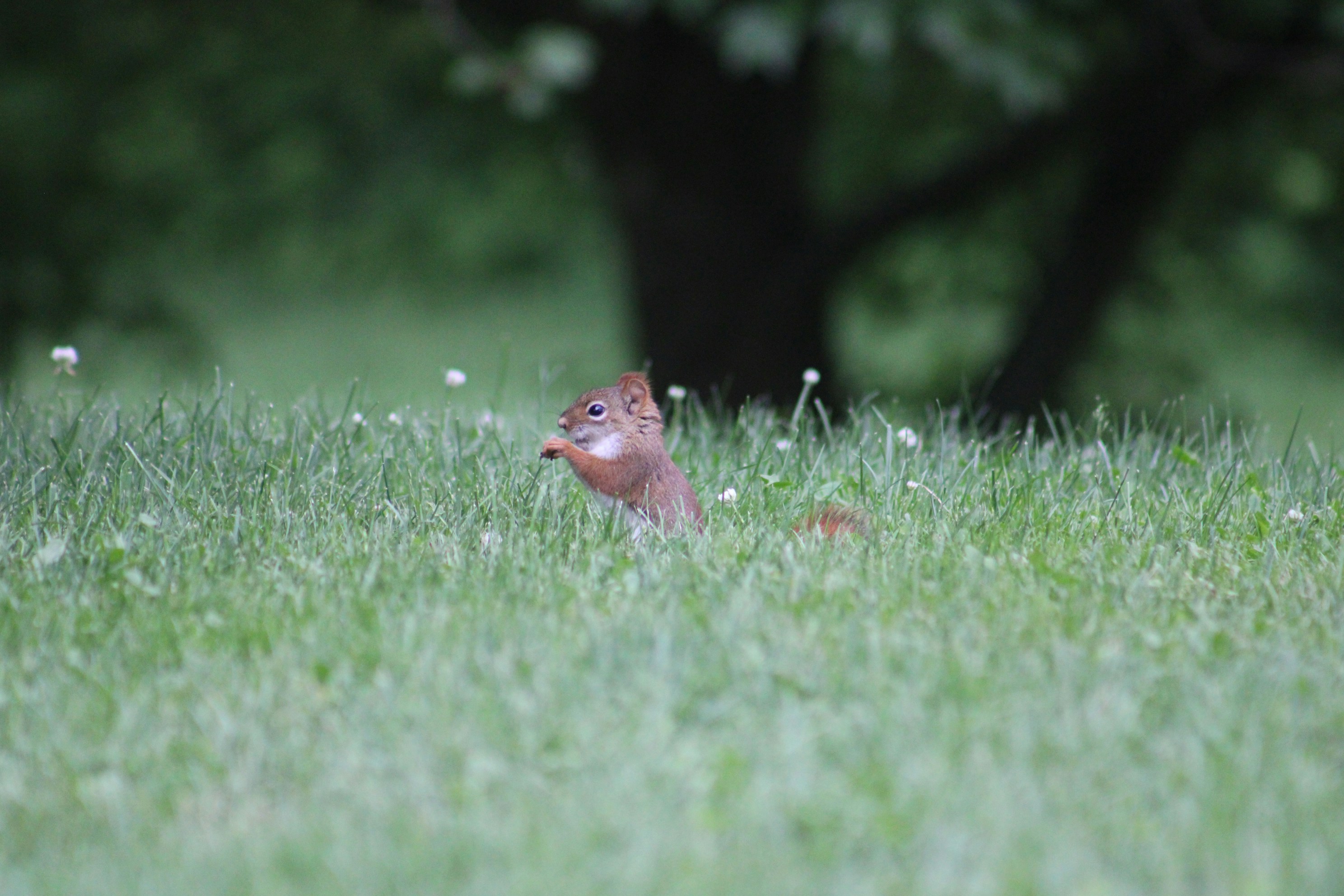 Squirrel's Curious Pause in a Sunlit Meadow
