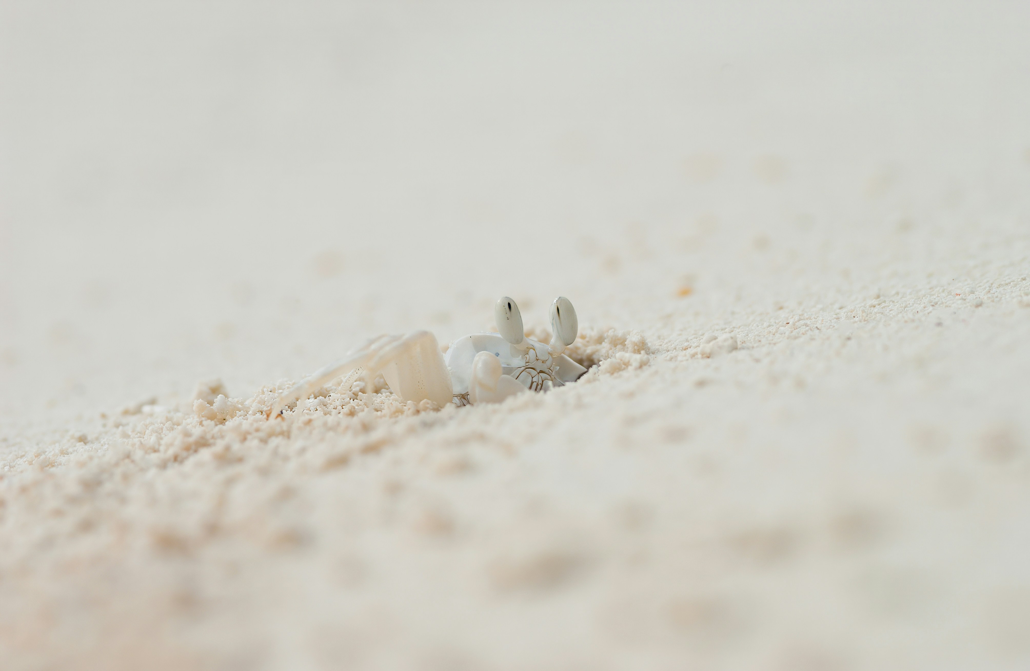 A small white object laying on top of a sandy beach photo – Free Grey ...