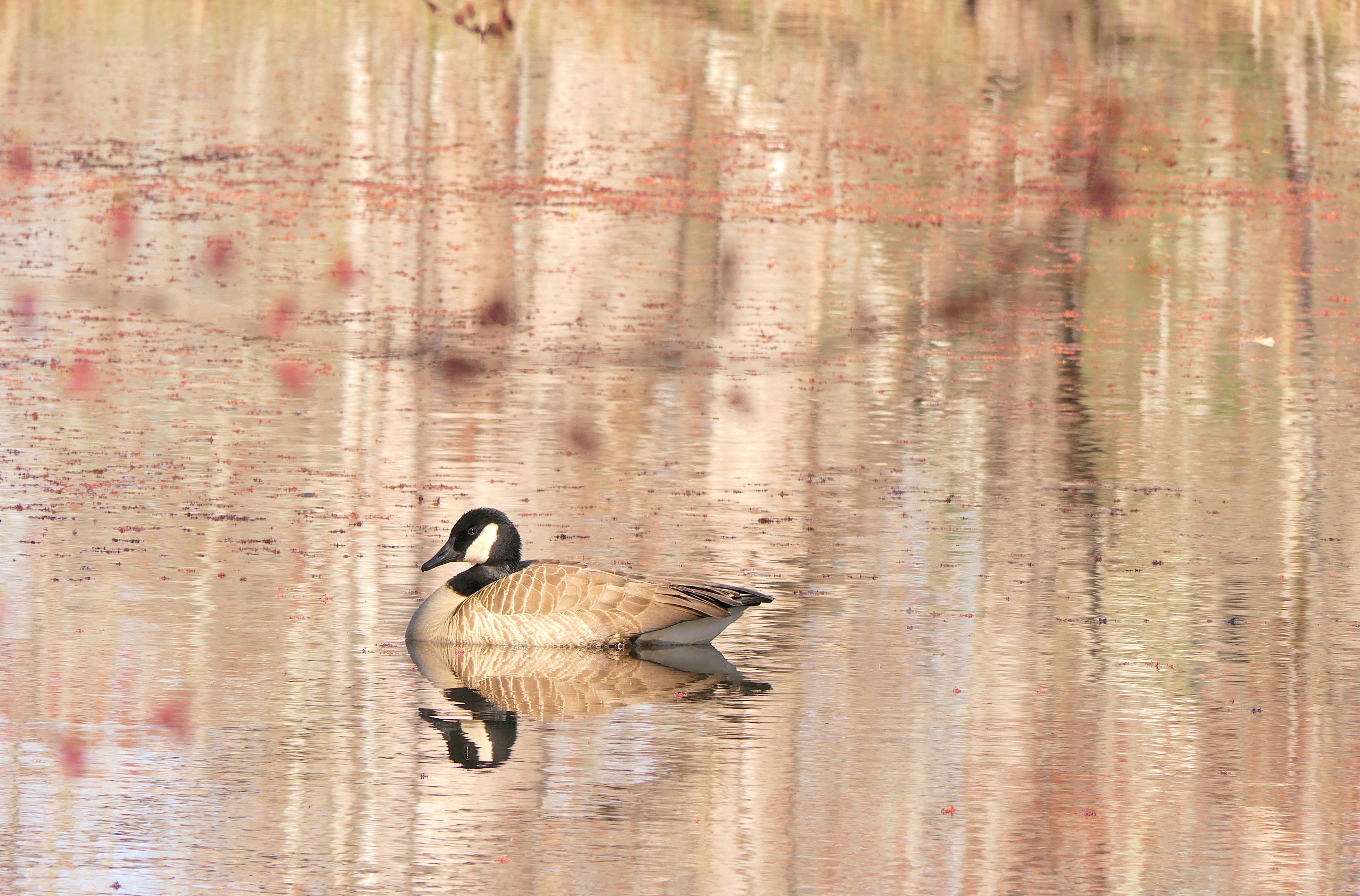 Canada goose floats serenely on a reflective pond with soft autumn hues.