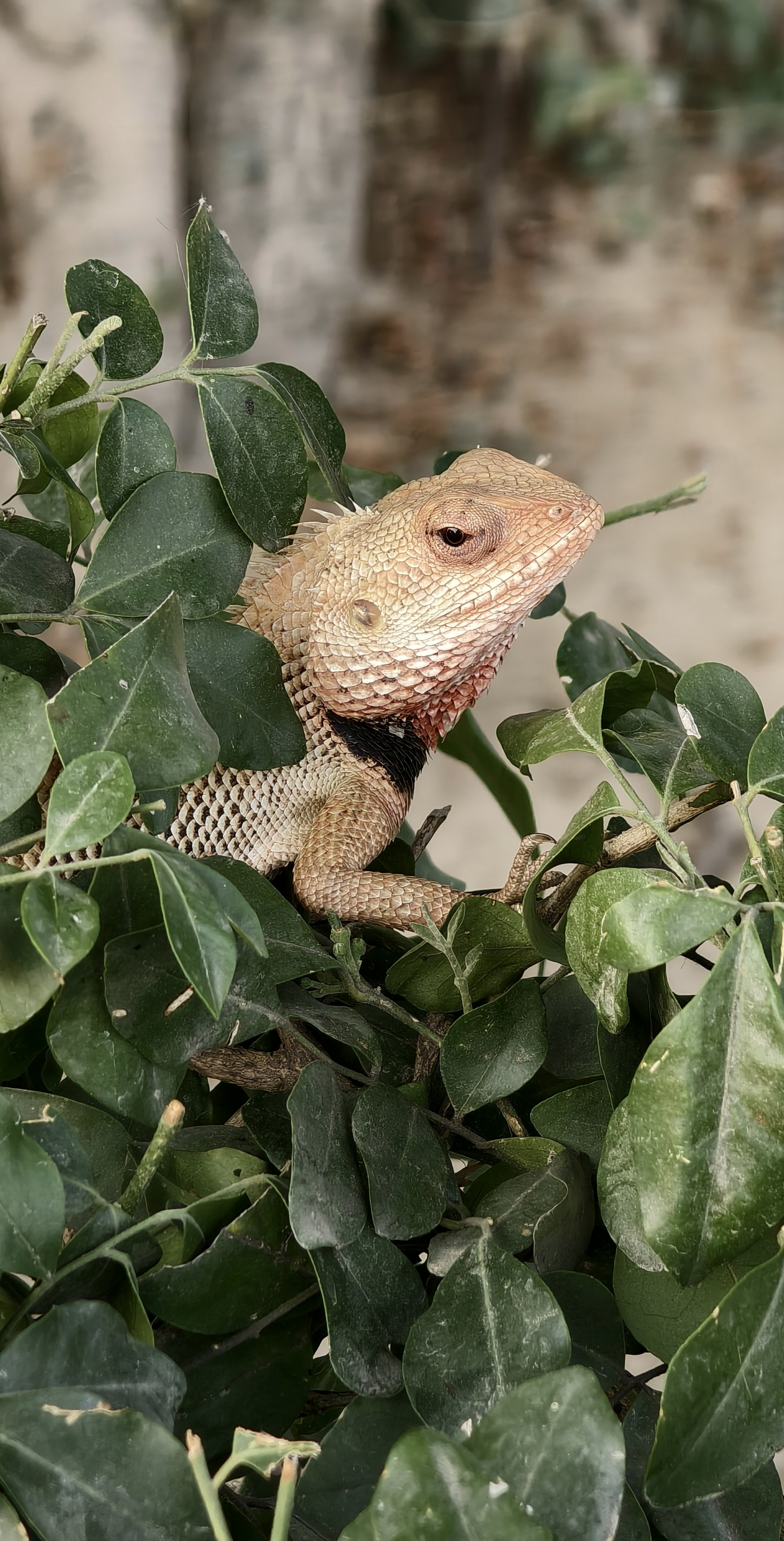 #animal HD wallpaper #HD wallpaper #Chamaeleon HD wallpaper #animal beauty wallpaper