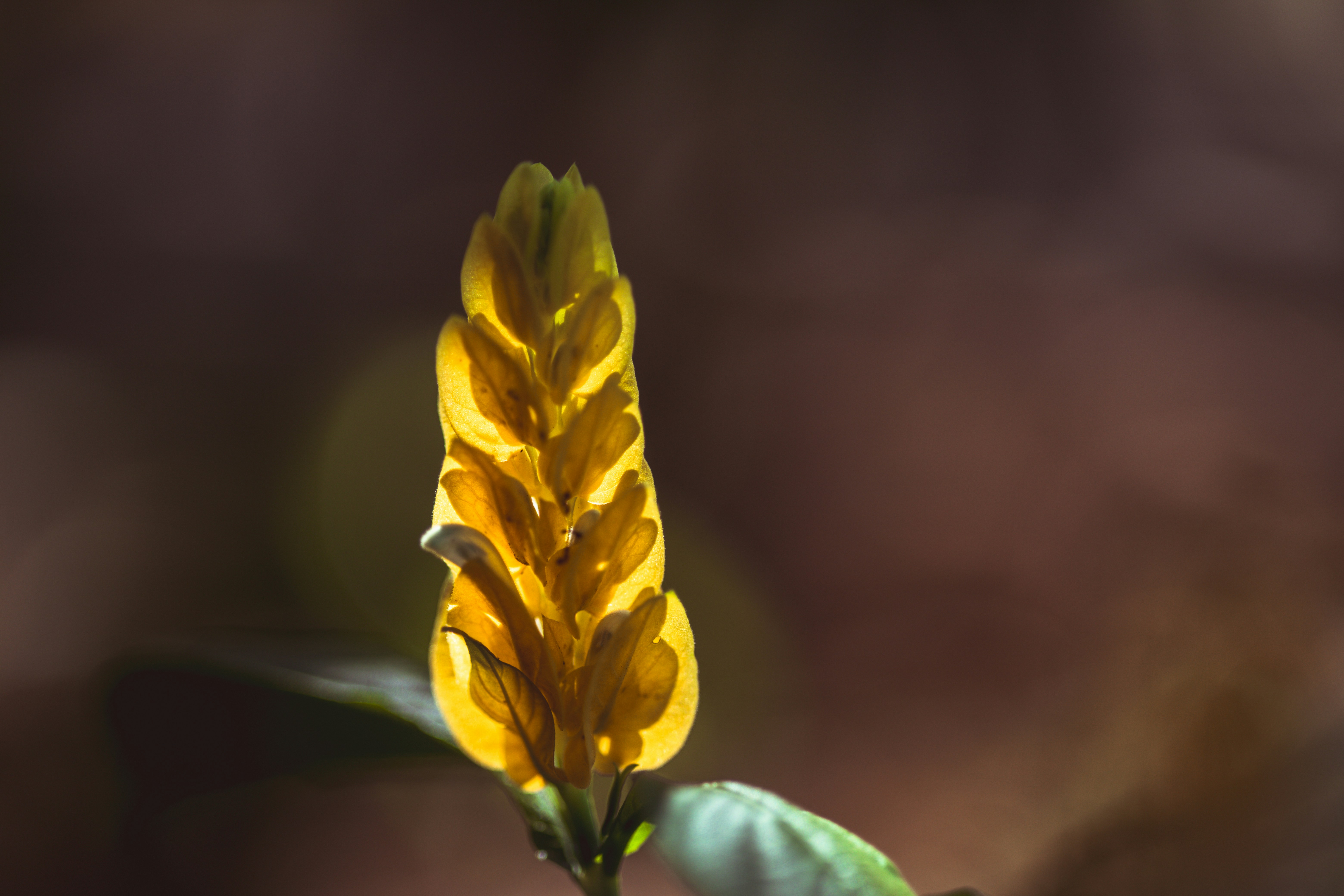 Golden Spike: a sunlit lupin bursting from a soft shadow