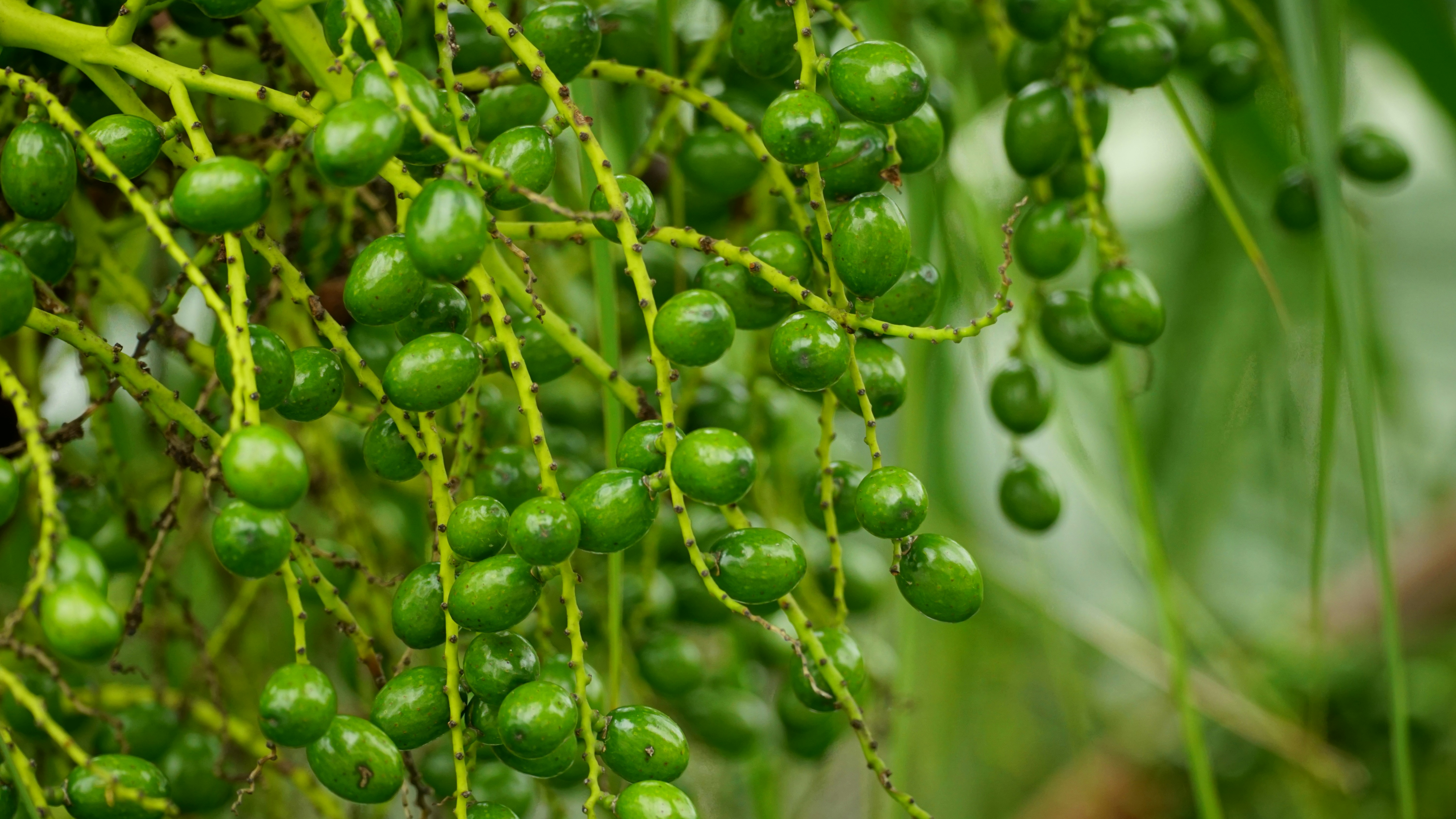 A bunch of green beans hanging from a tree photo – Free Green Image on ...