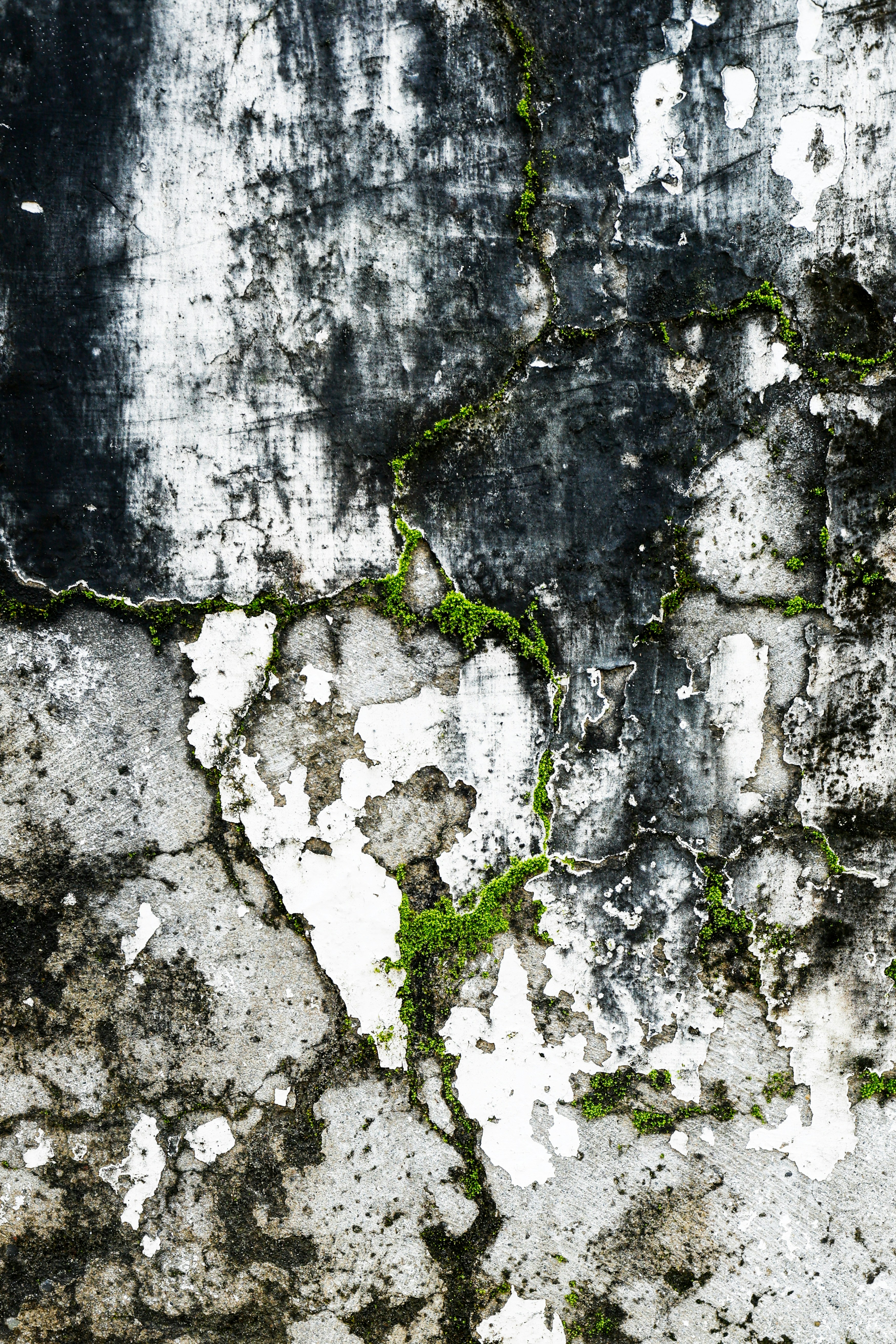 Un primer plano de una pared con musgo creciendo en ella foto – Imagen ...