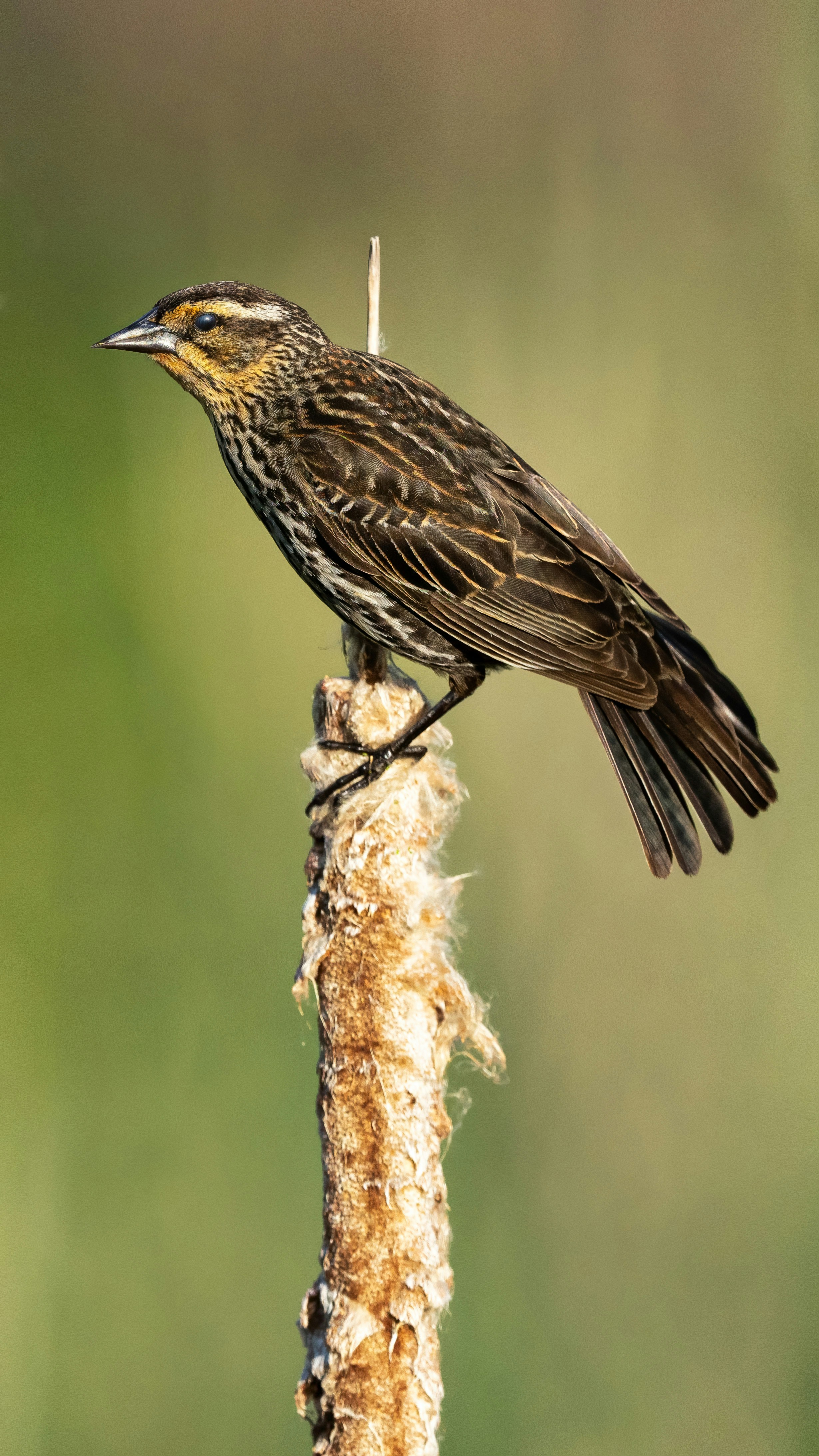 Female red-winged blackbird.