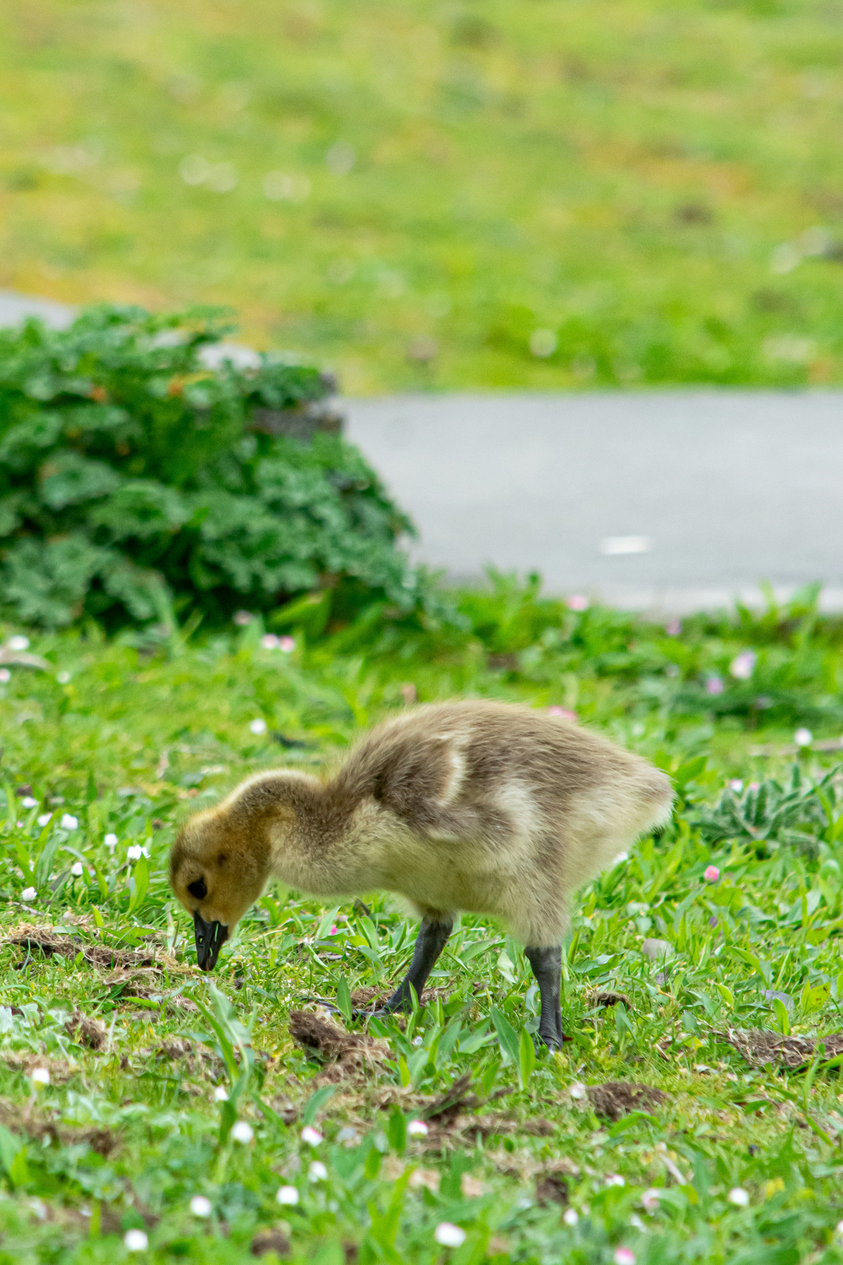 Gosling forages through sunlit park grass