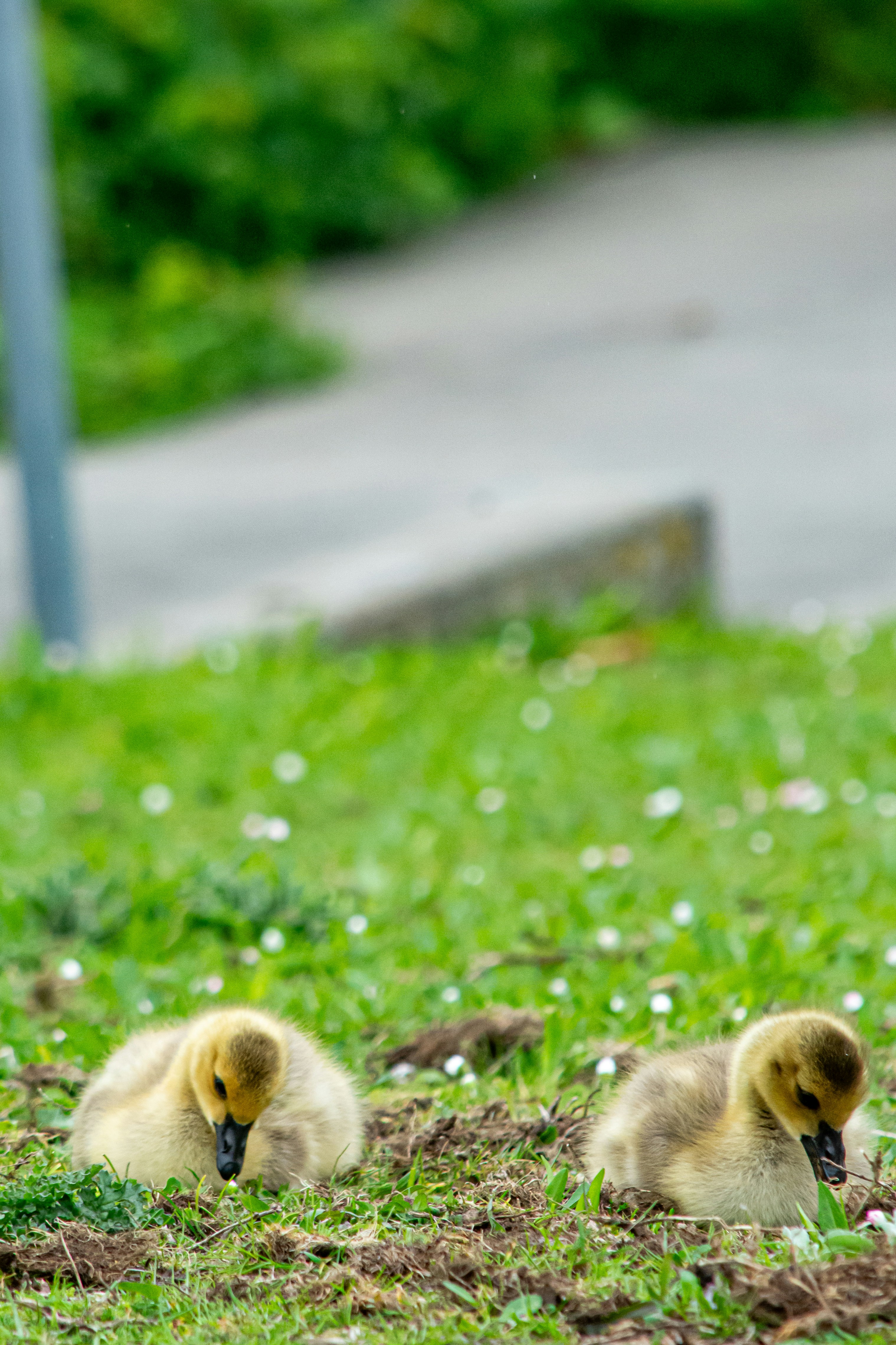 Two fluffy goslings foraging on the grassy ground, surrounded by a vibrant natural setting.