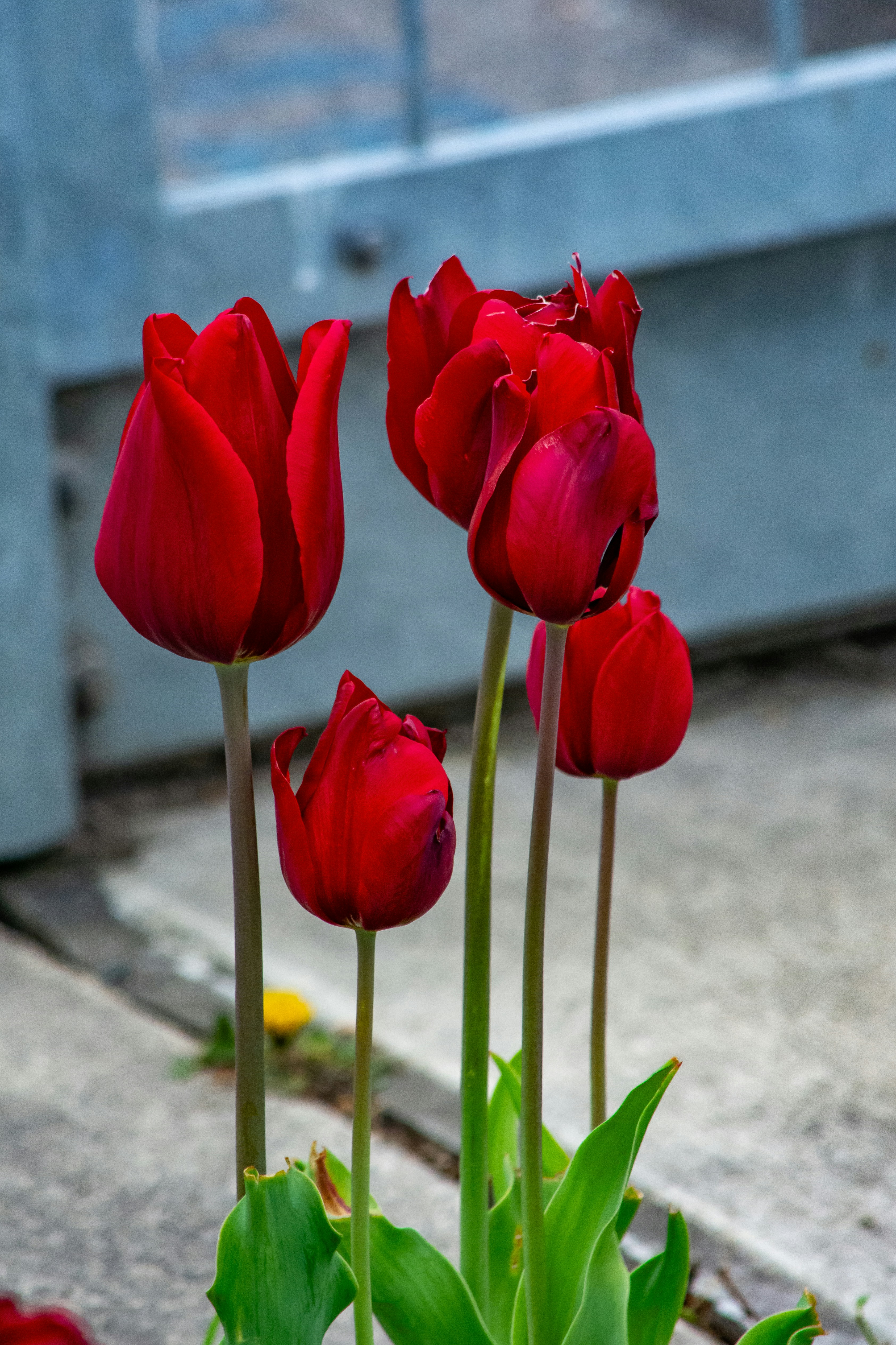 Photo by Meenakshi Bose with Nikon D5200