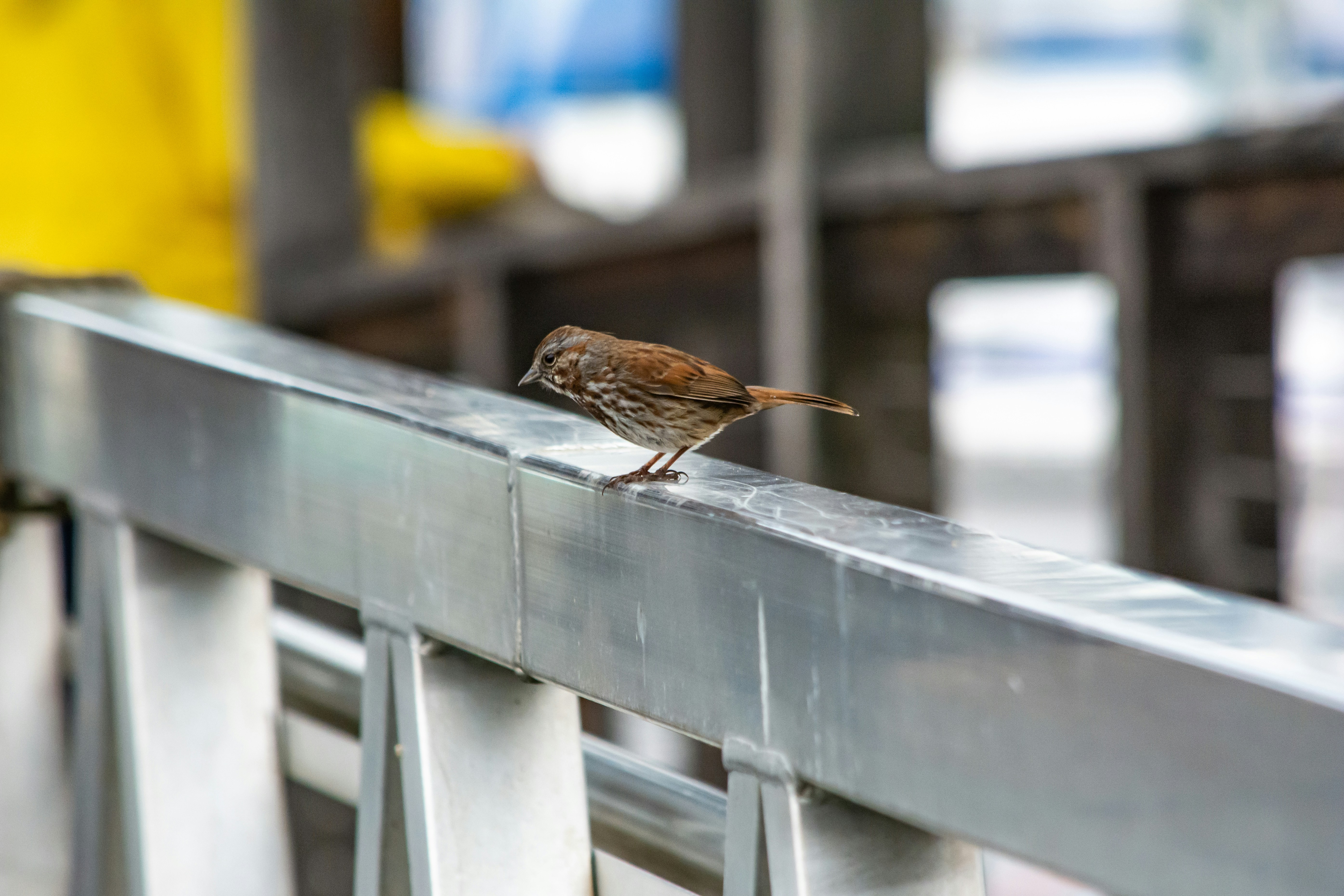 Sparrow Perch on a Weathered Steel Railing in an Industrial Setting