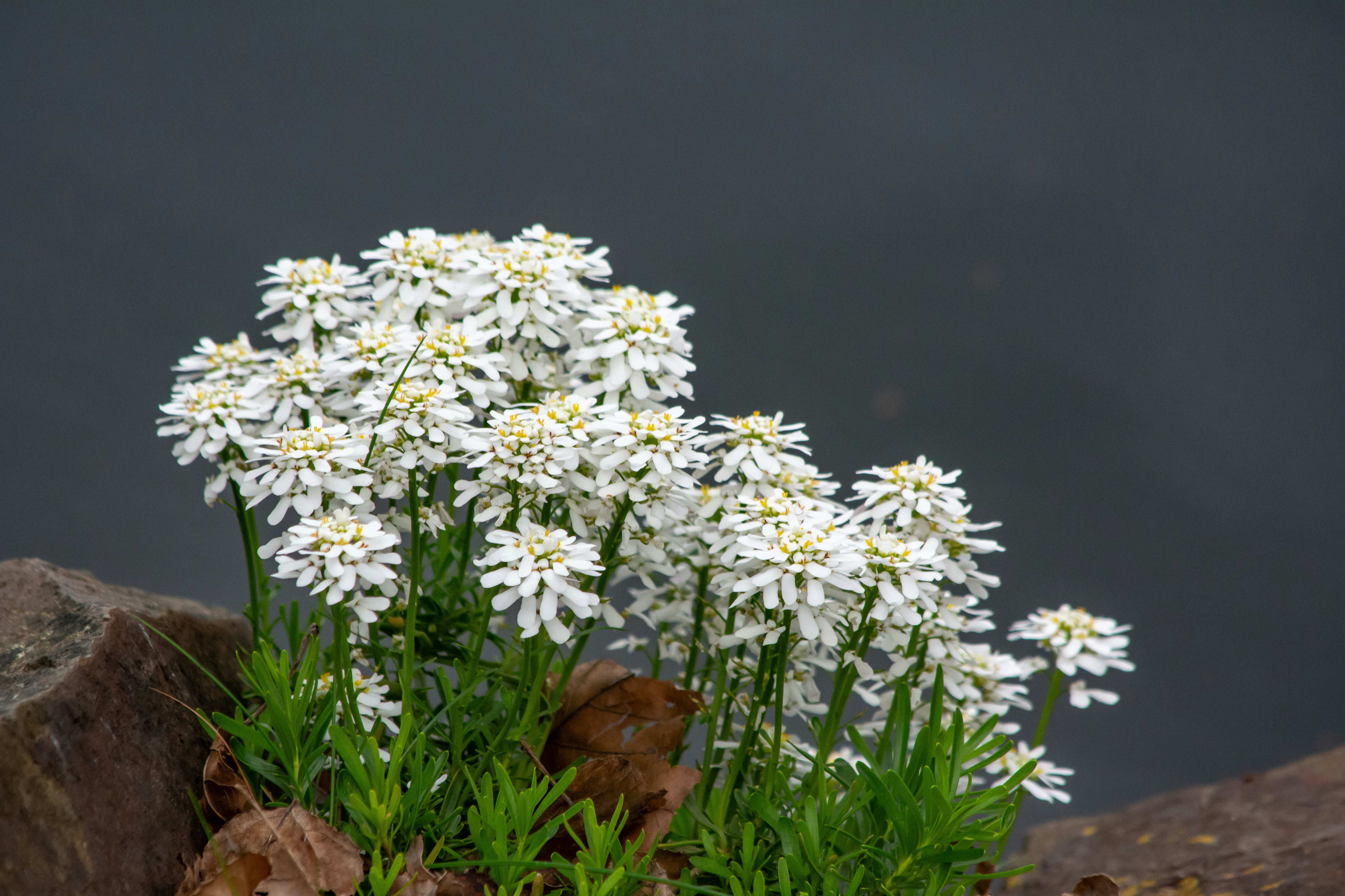 White daisies at the edge of a rocky ledge over dark water