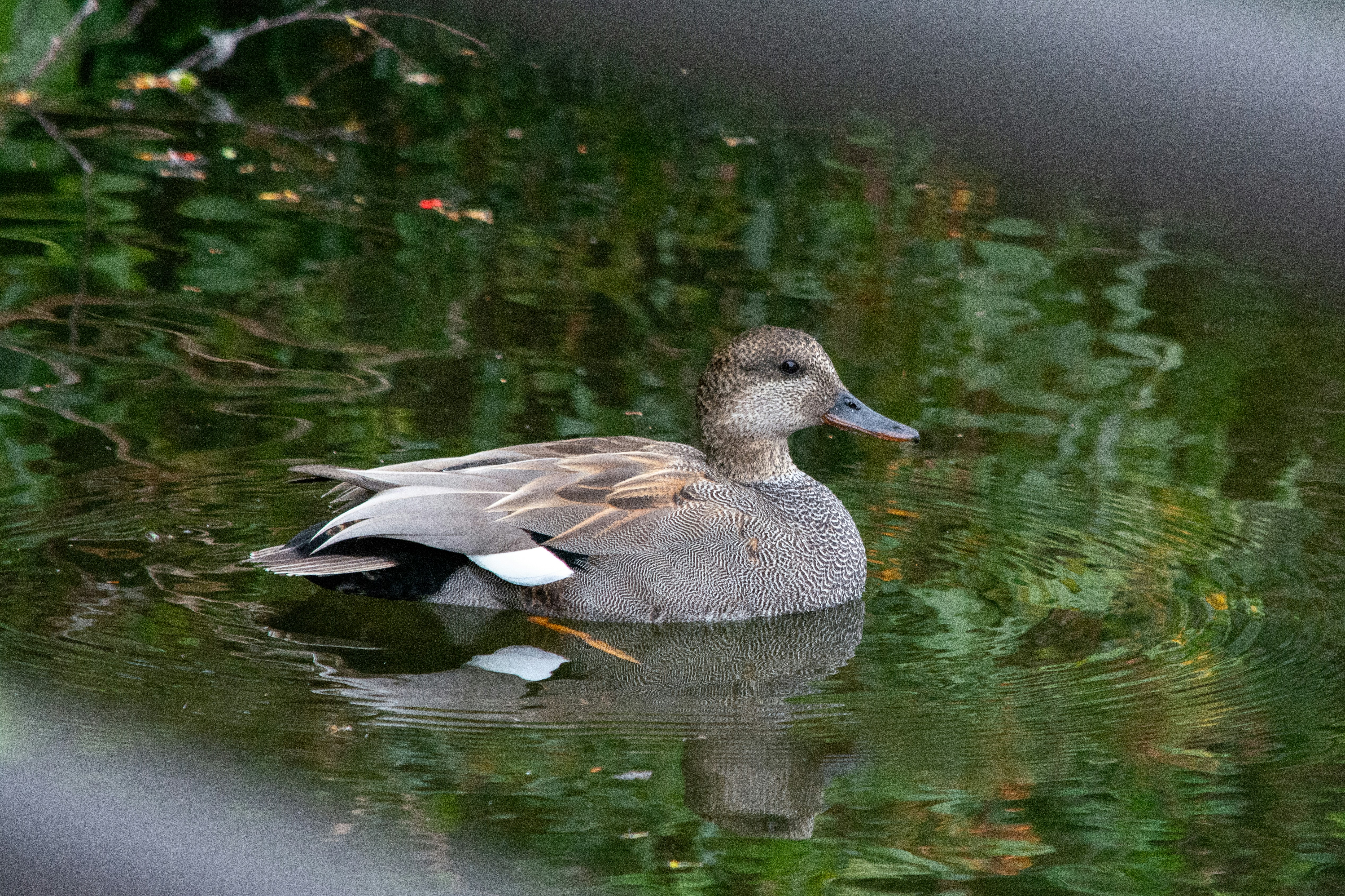 Green Glass on Water: Mallard Hen’s Quiet Glide