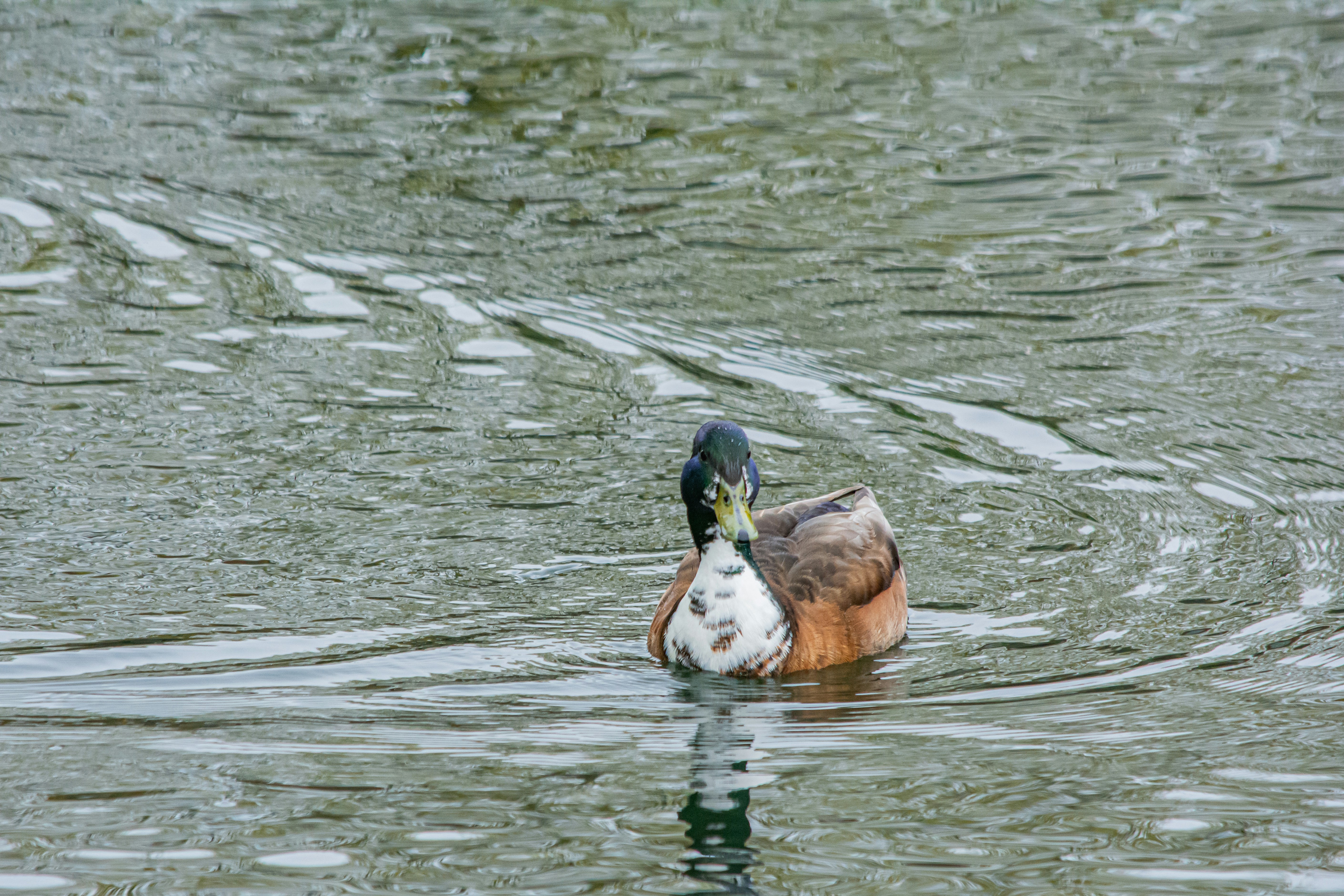 Photo by Meenakshi Bose with Nikon D5200