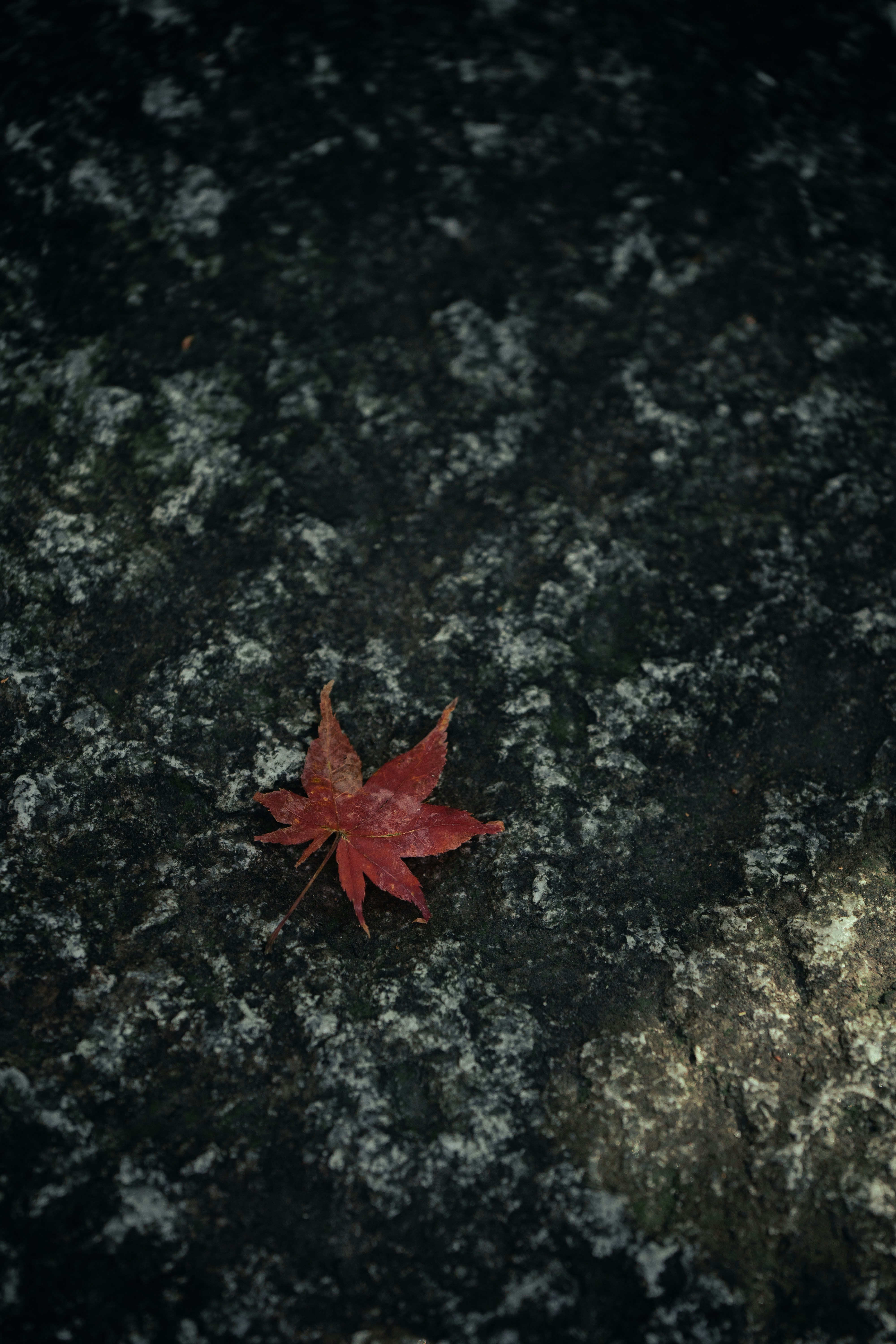 Crimson Maple on Frost-Kissed Granite