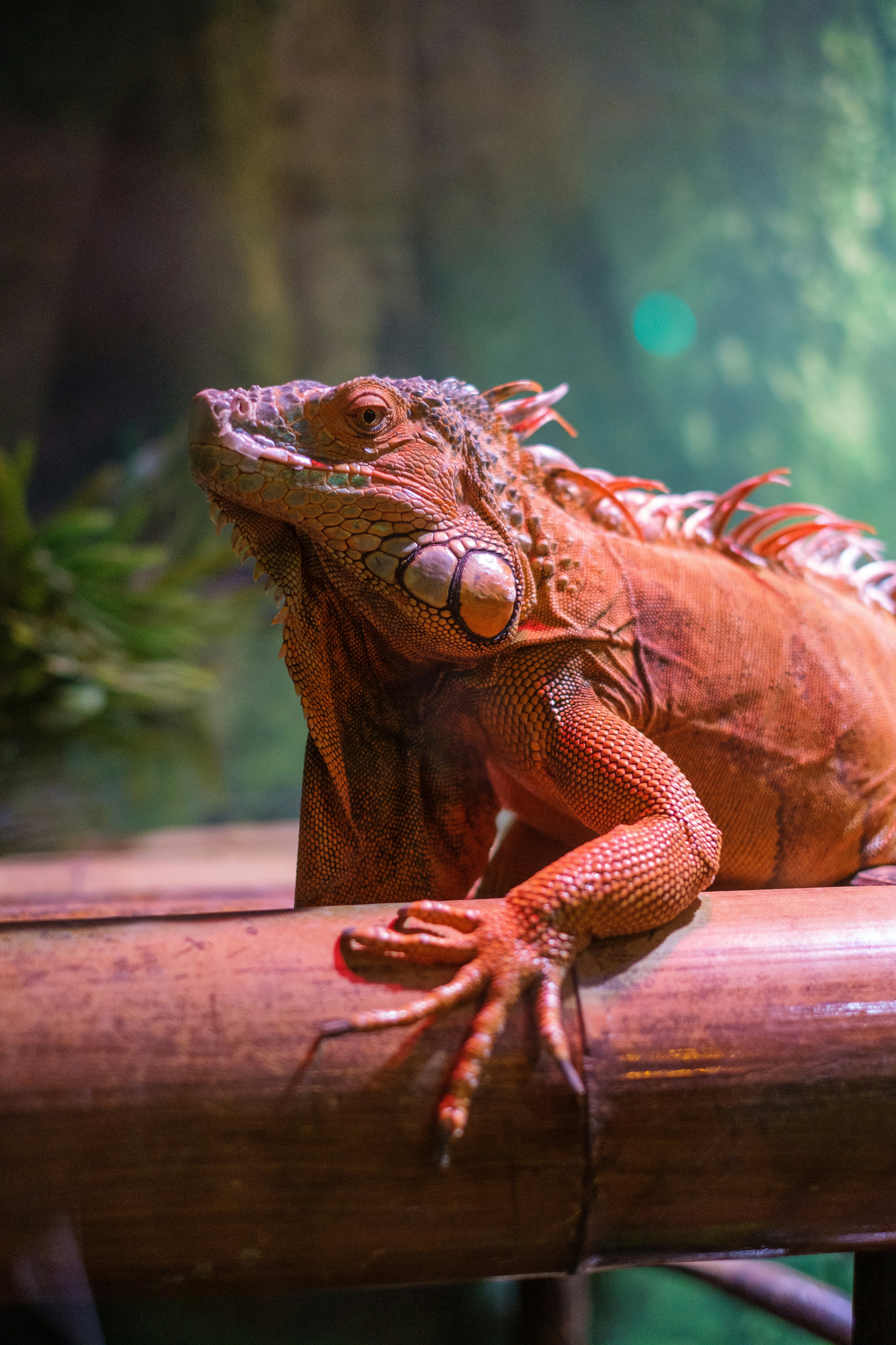 Red Iguana on Windowed Log: A Close-Up in Warm Hues