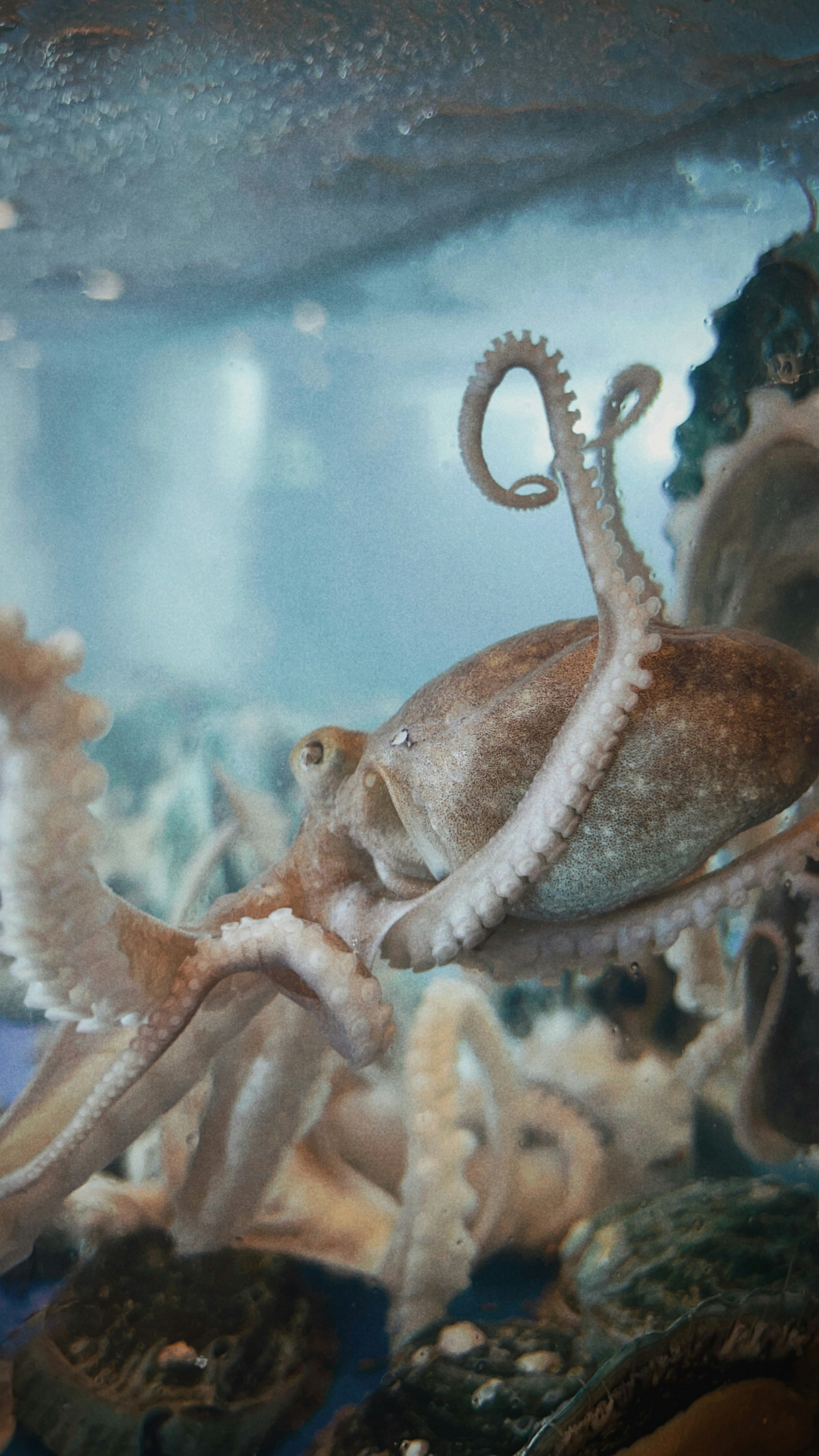 An octopus is swimming in an aquarium photo – Free Grey Image on Unsplash