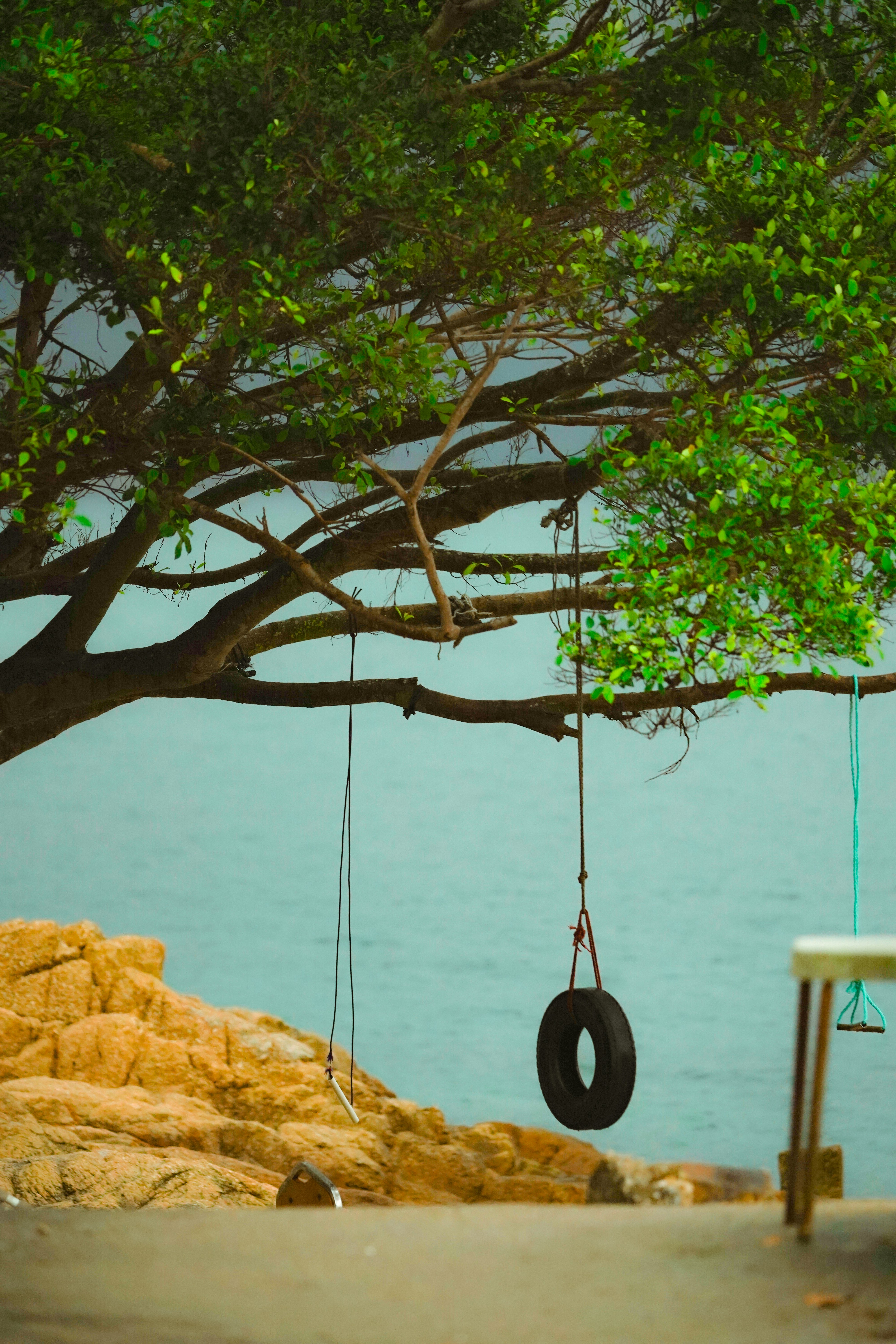 A tire swing hanging from a tree next to a body of water photo – Free ...