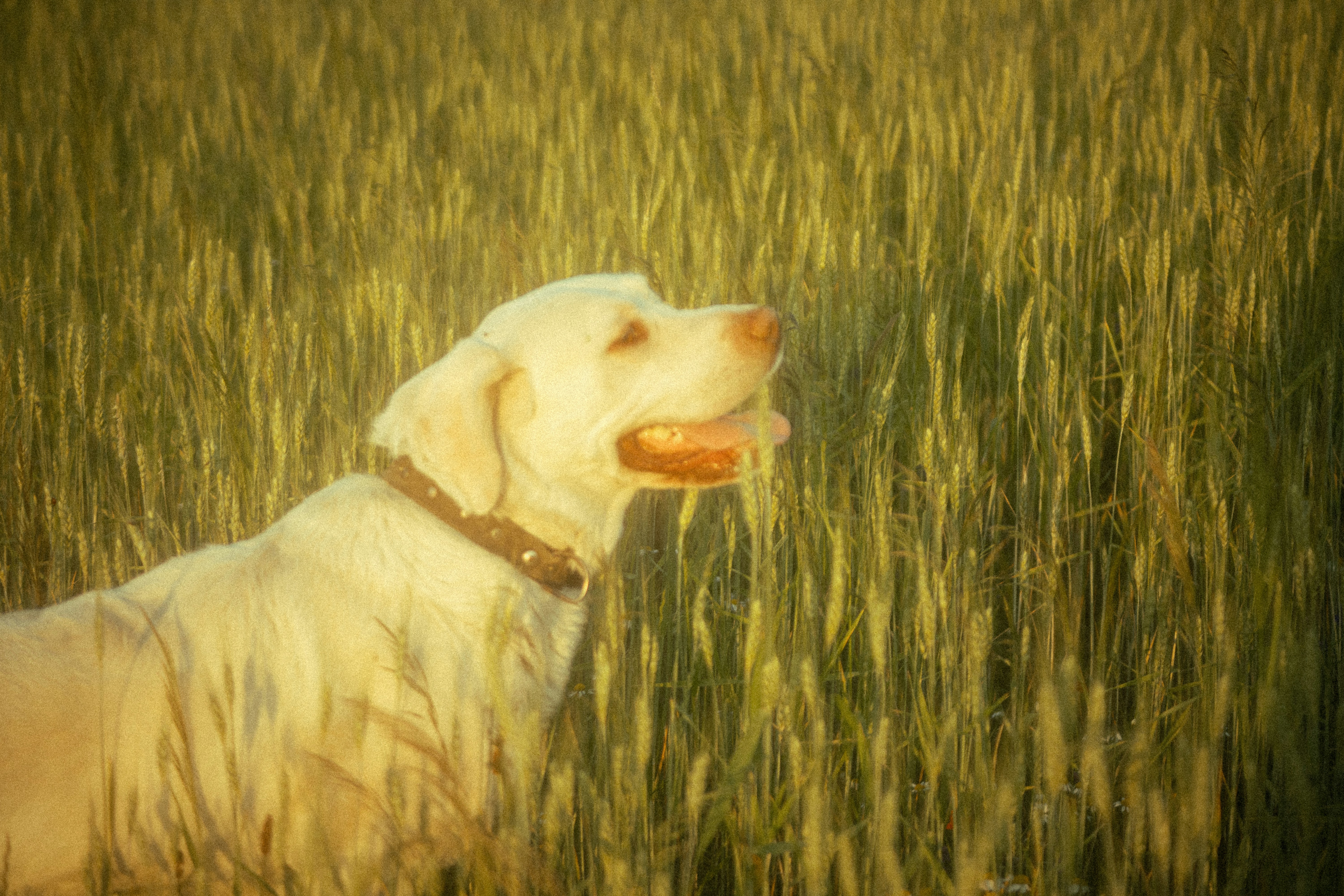 Golden Hour Chew: White Dog in a Field of Tall Grass