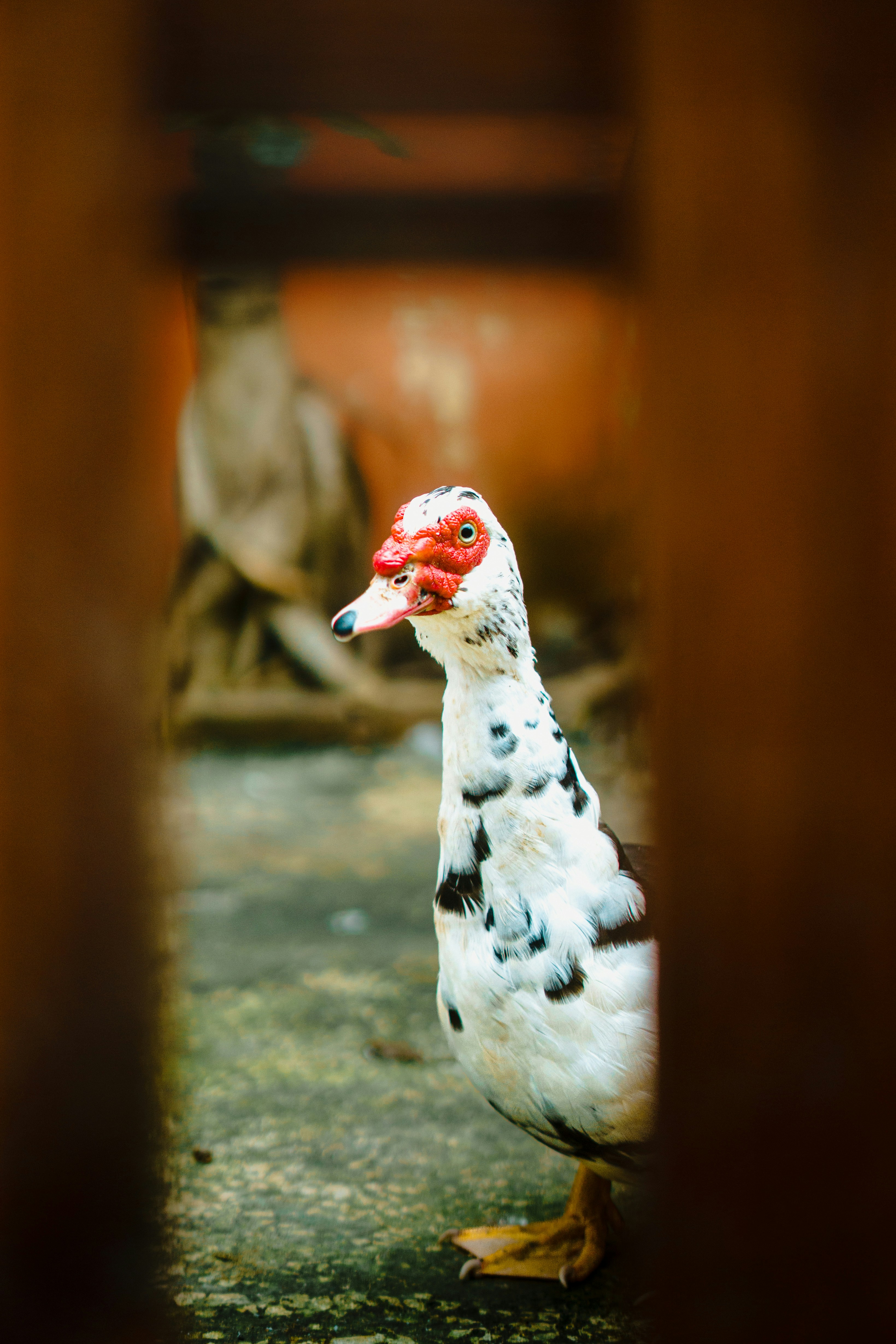 Curious Mallard Peeking Through a Wooden Frame