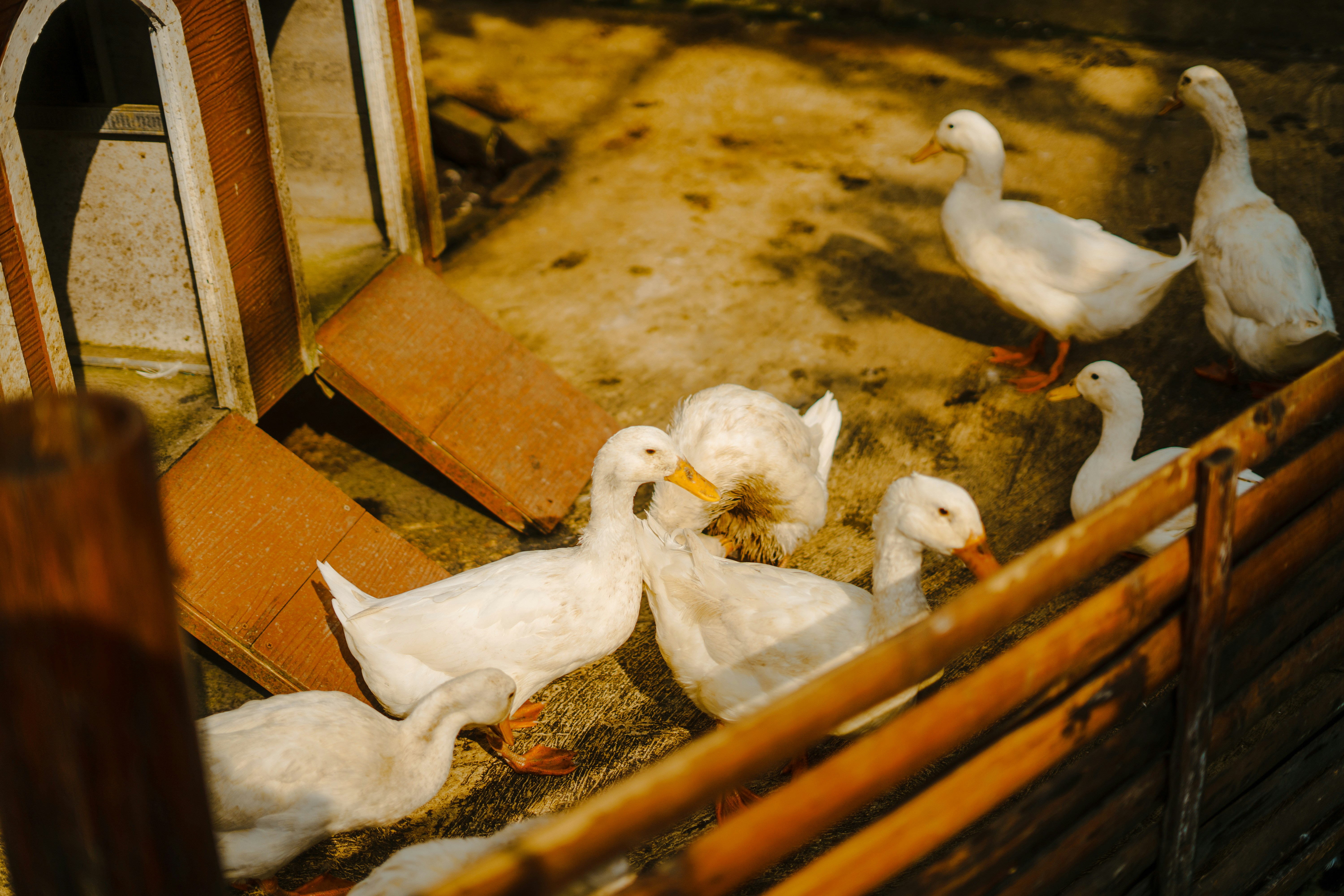 Sunlit Duck Parade in a Weathered Farmyard