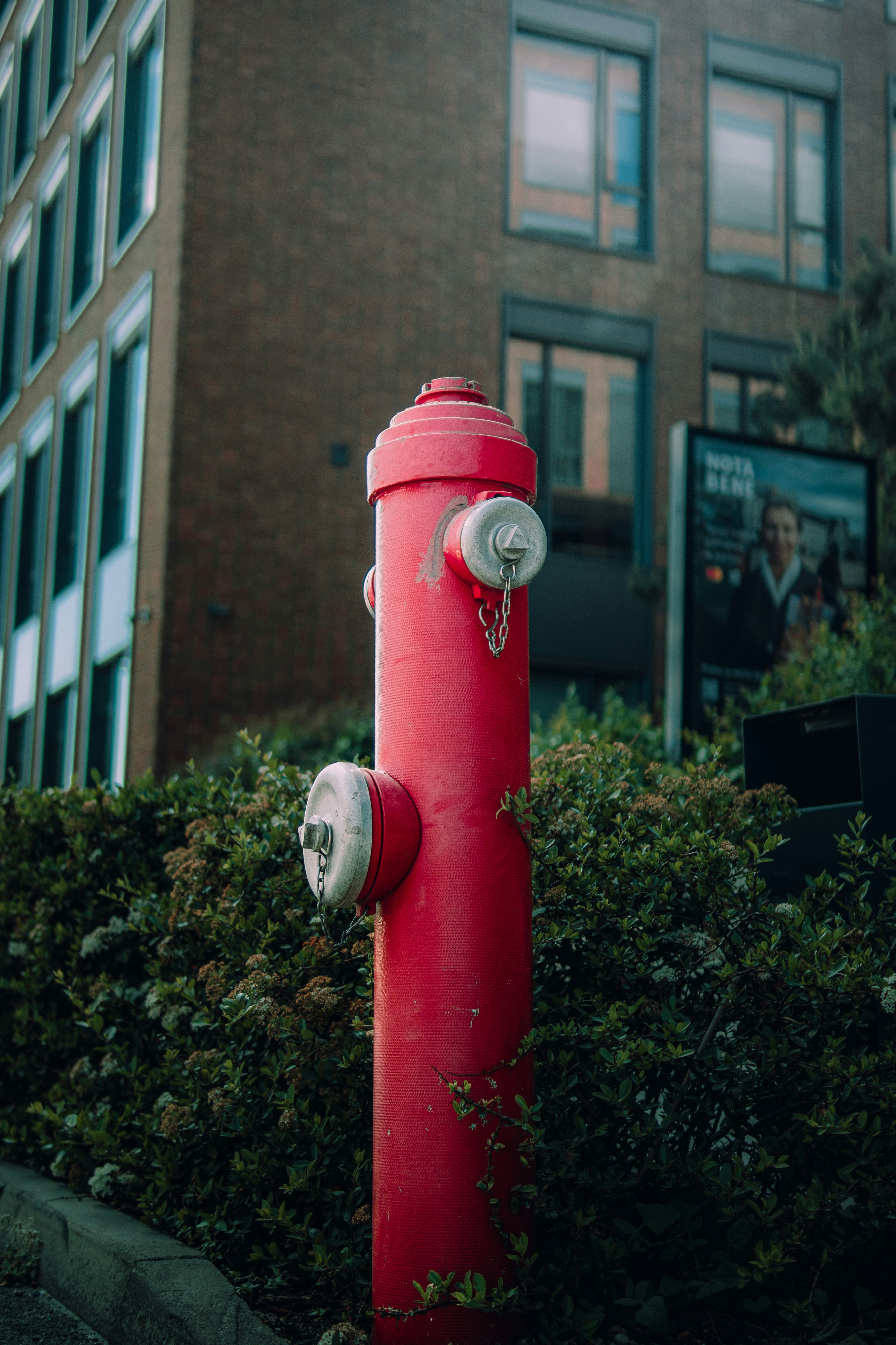 Crimson Sentinel: A Red Fire Hydrant Framed by Urban Greenery