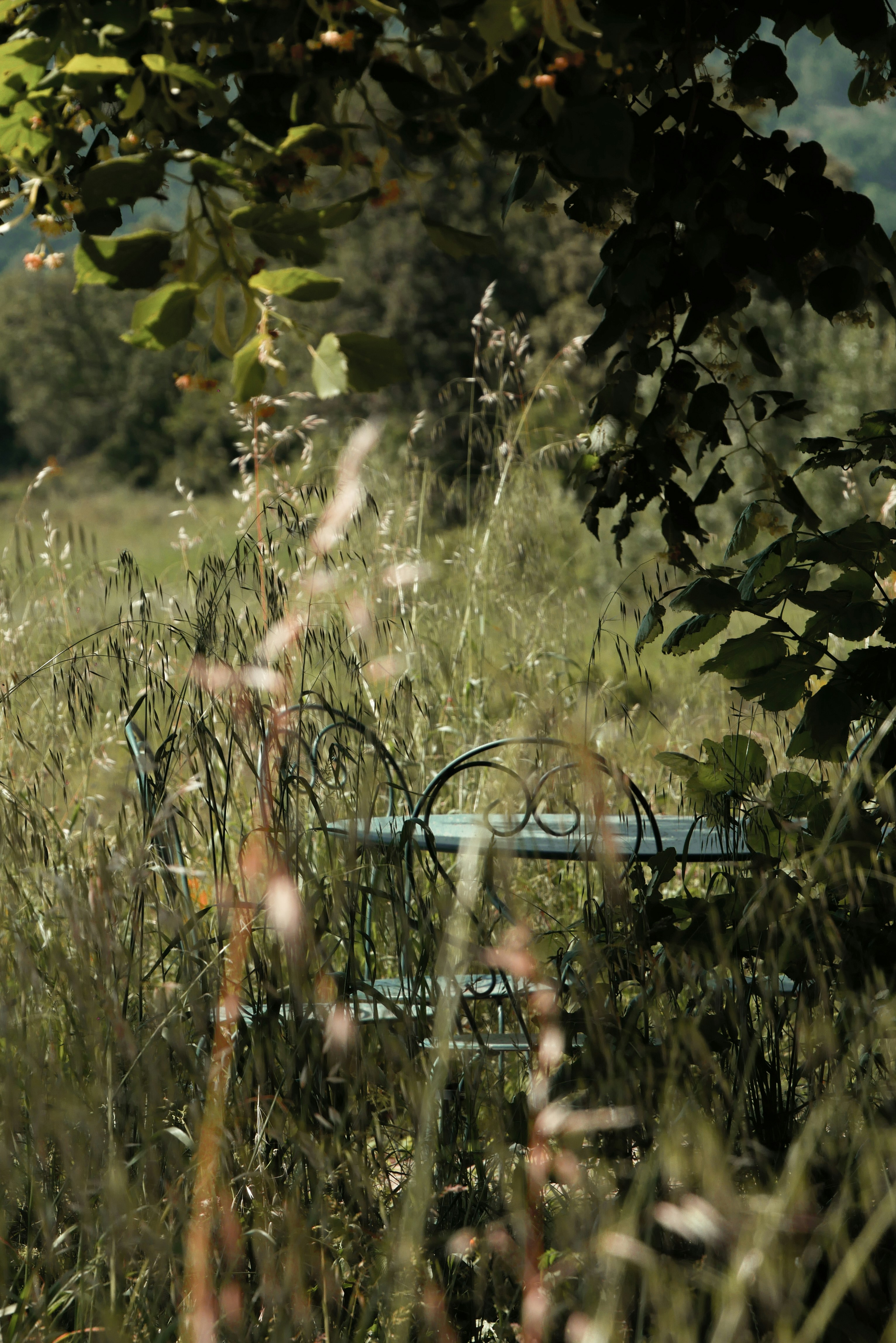 Overgrown Seating: a Quiet Bench Between Tall Grass and Leaves