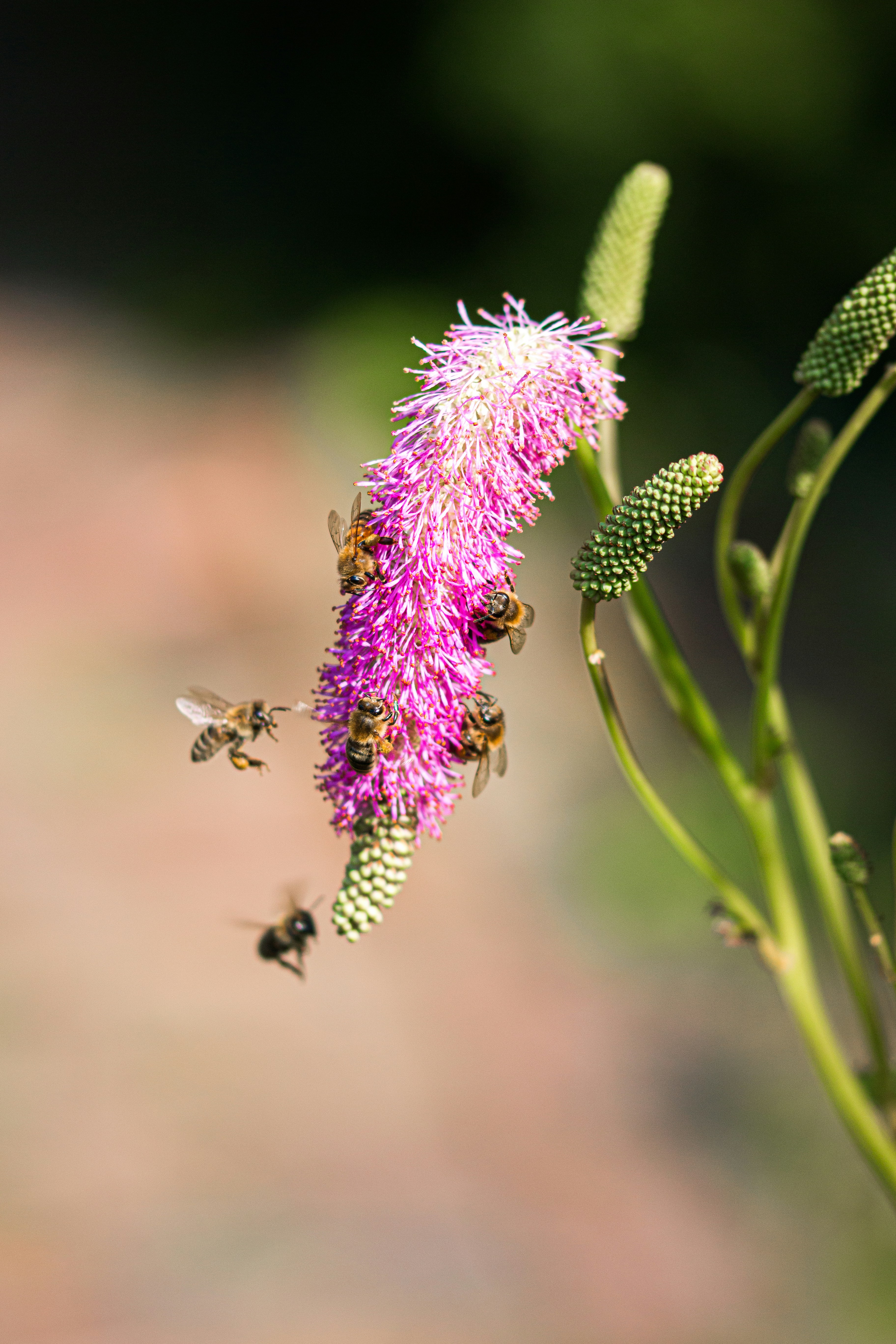Honeybees at a Magenta Brush: A Close-Up of Pollinators on a Flower