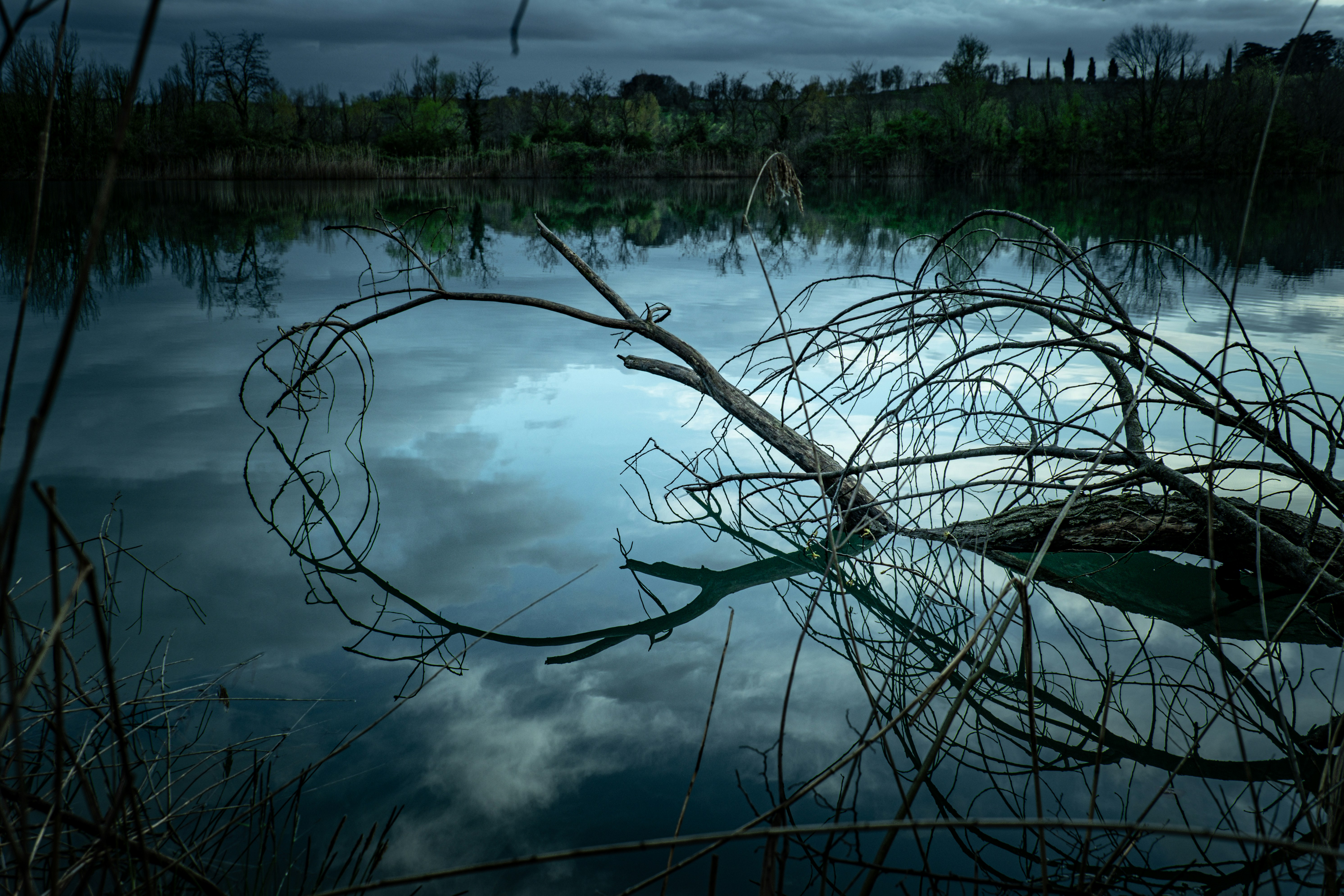 A tree branch sticking out of a body of water photo – Free Blue Image ...
