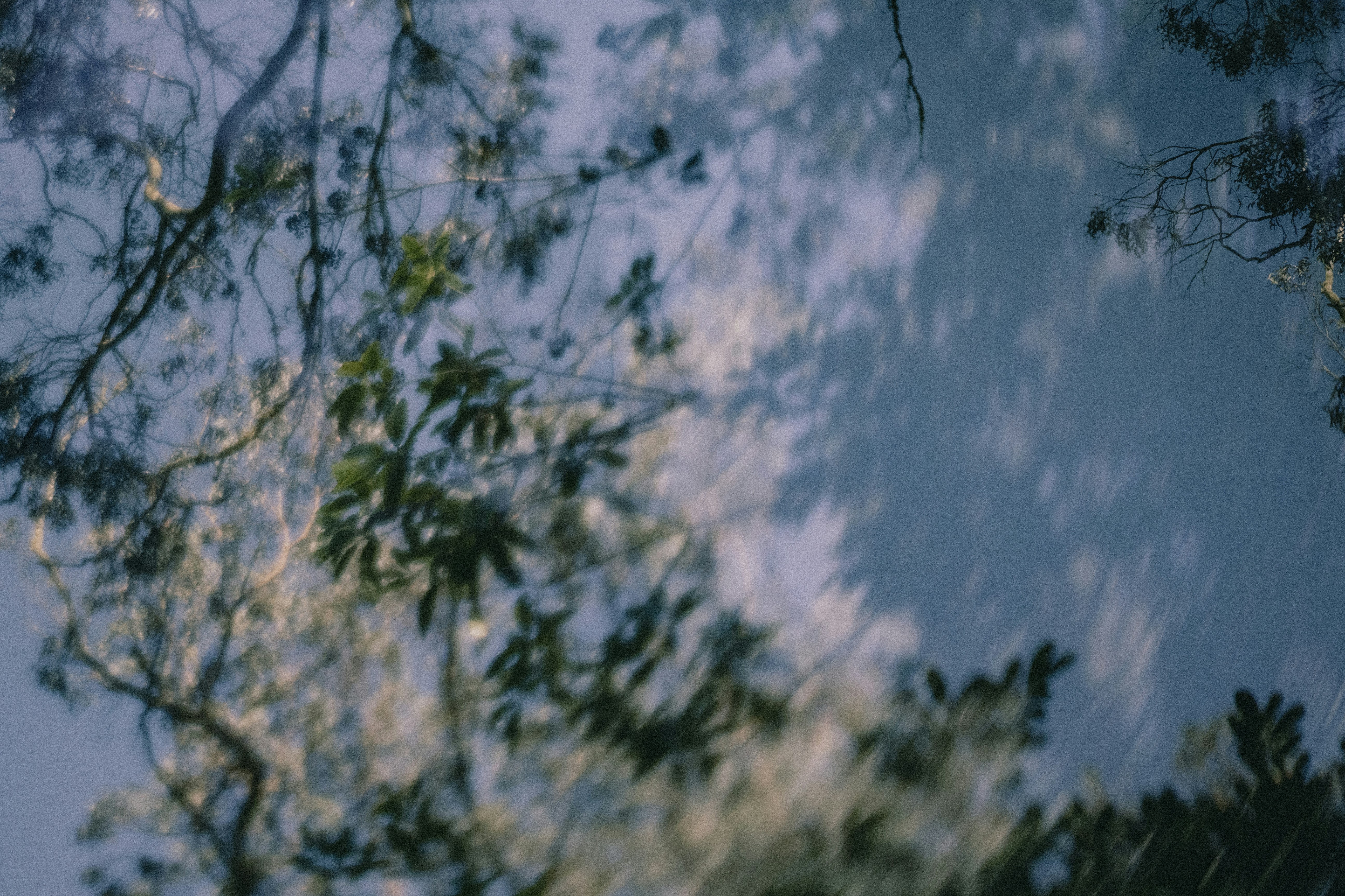 A reflection of trees in a puddle of water photo – Free Grey Image on ...