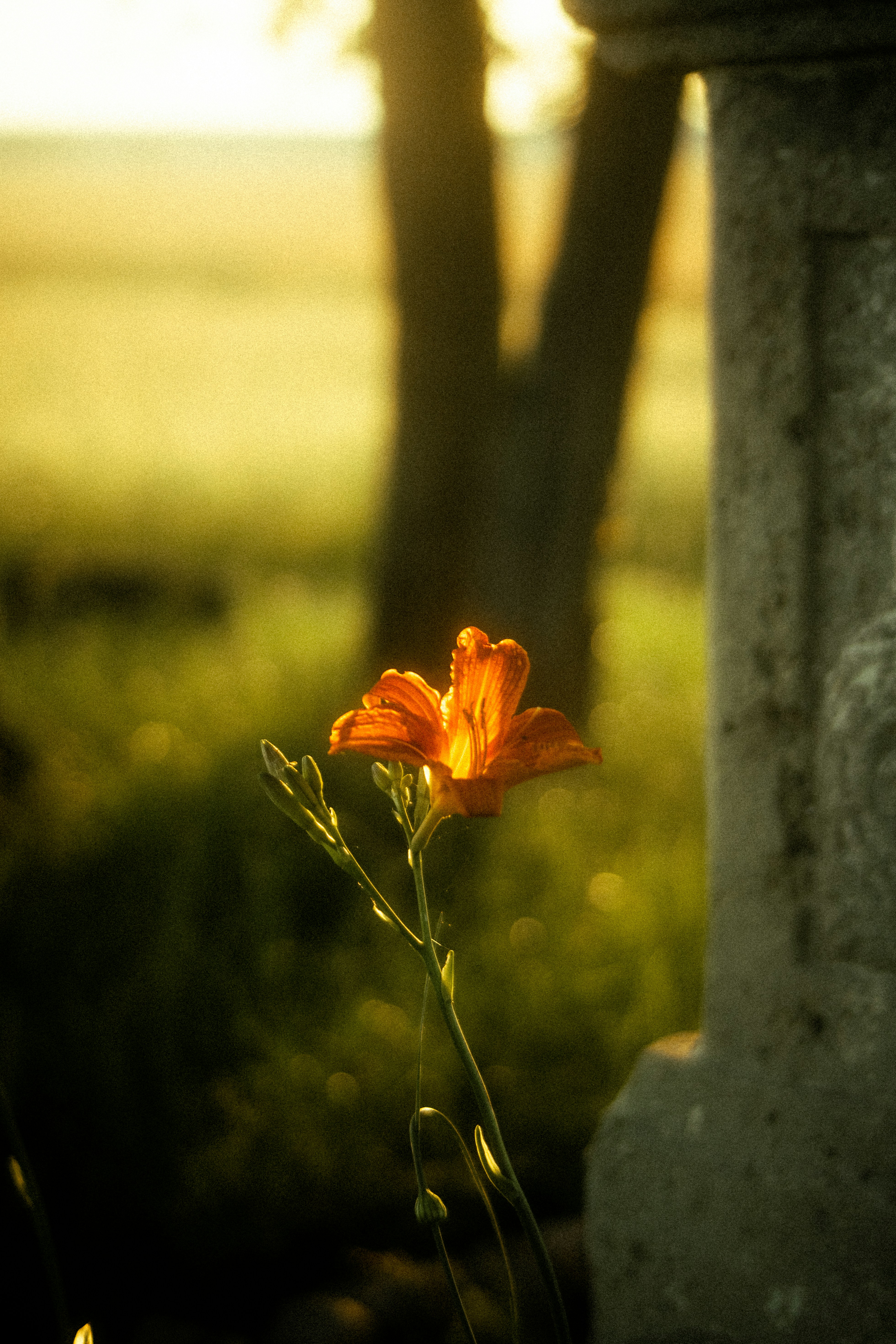 a single orange flower sitting next to a tree